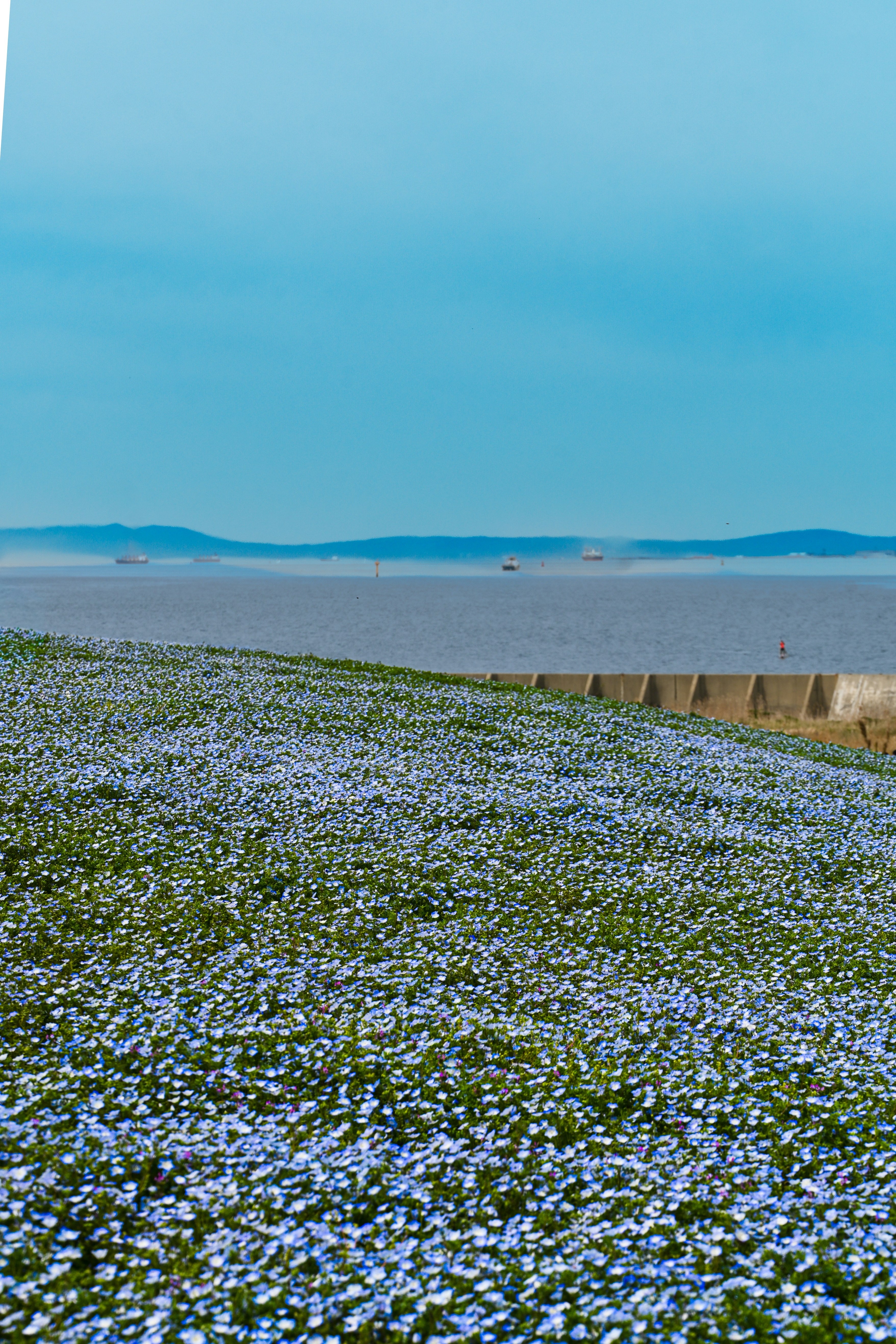 Field of Violet Drift: A Sea of Small Blooms at Distant Tide