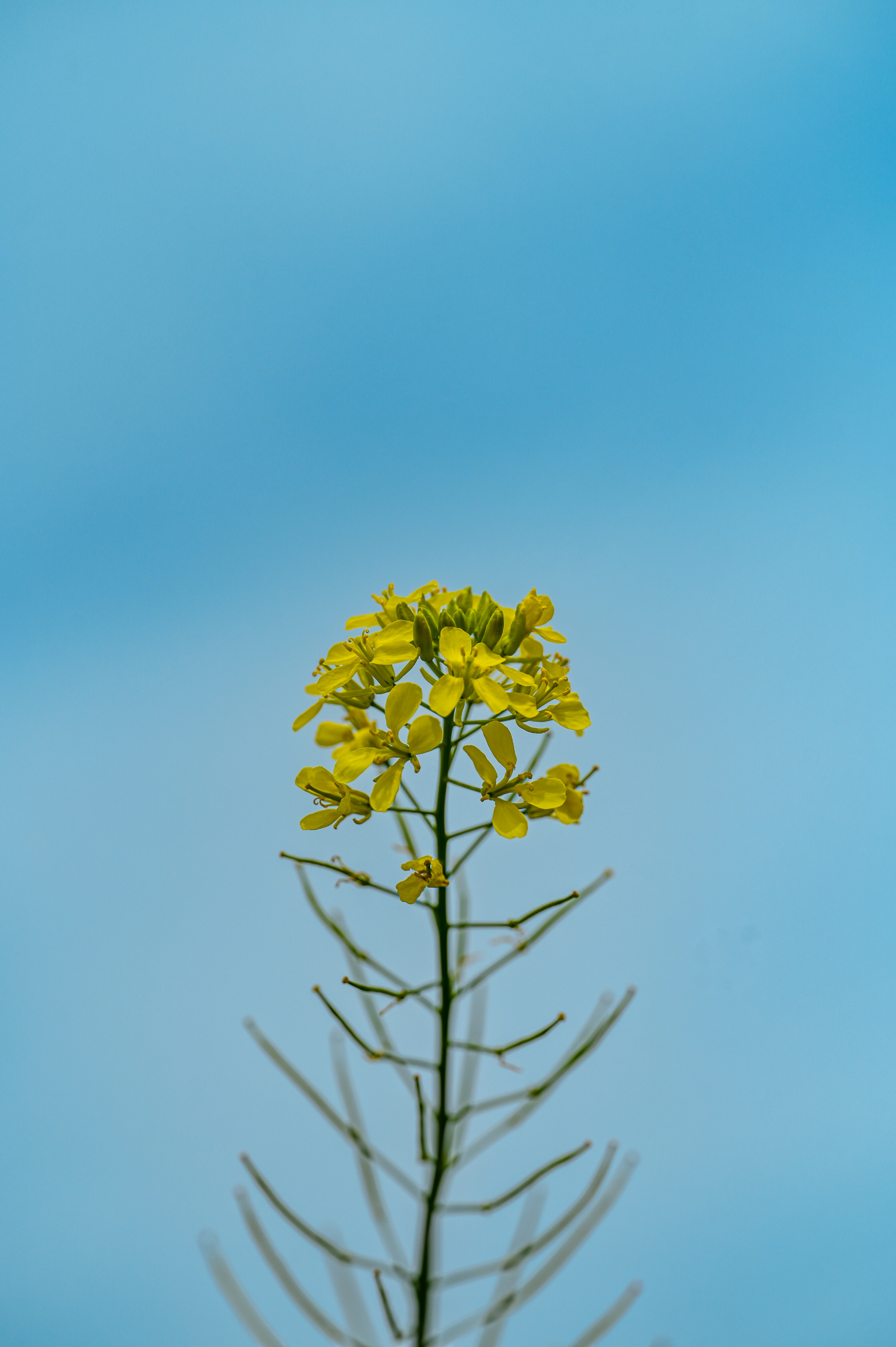 Yellow bloom against a pale blue expanse