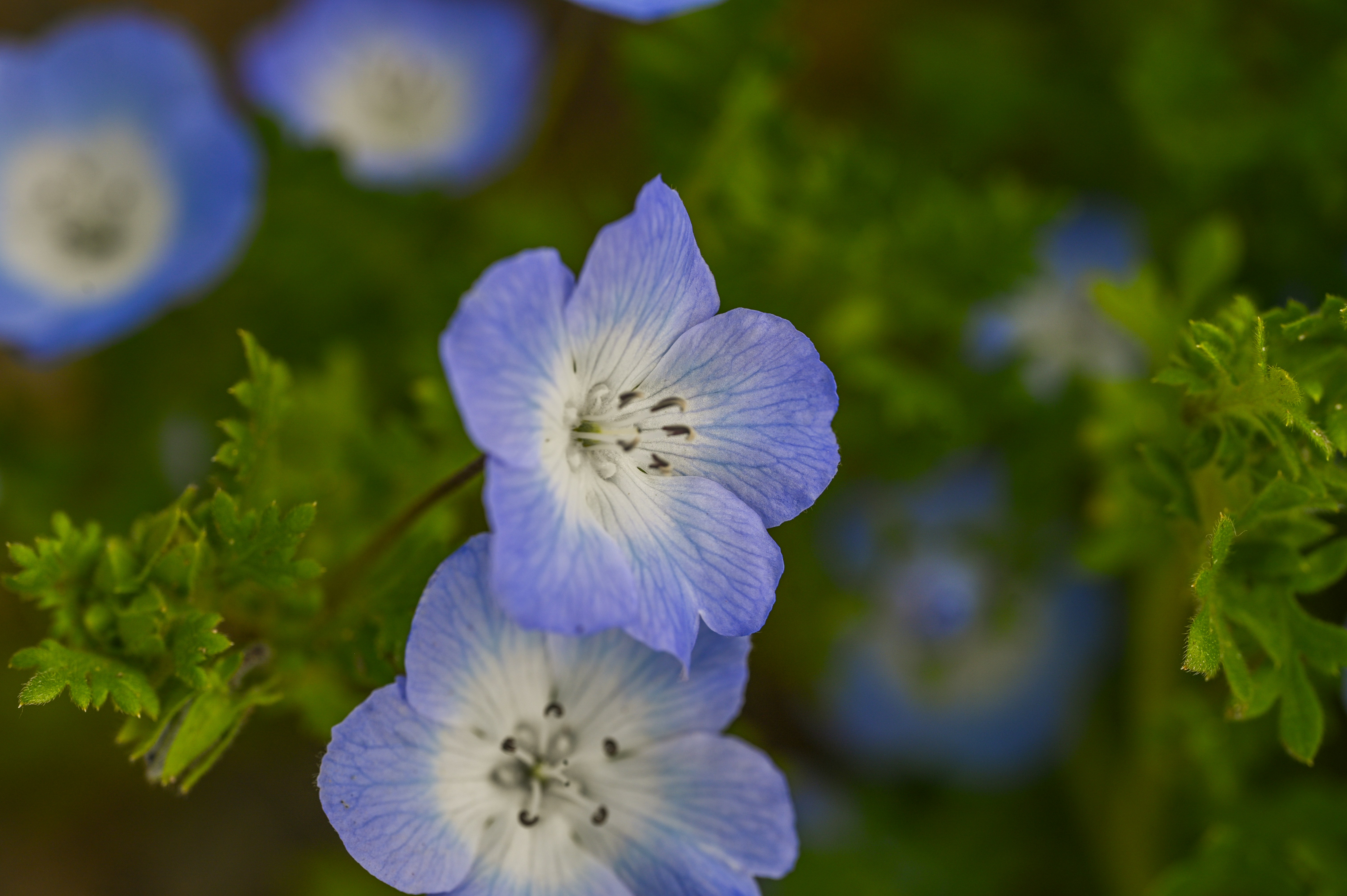 Blue Bloom in Soft Focus