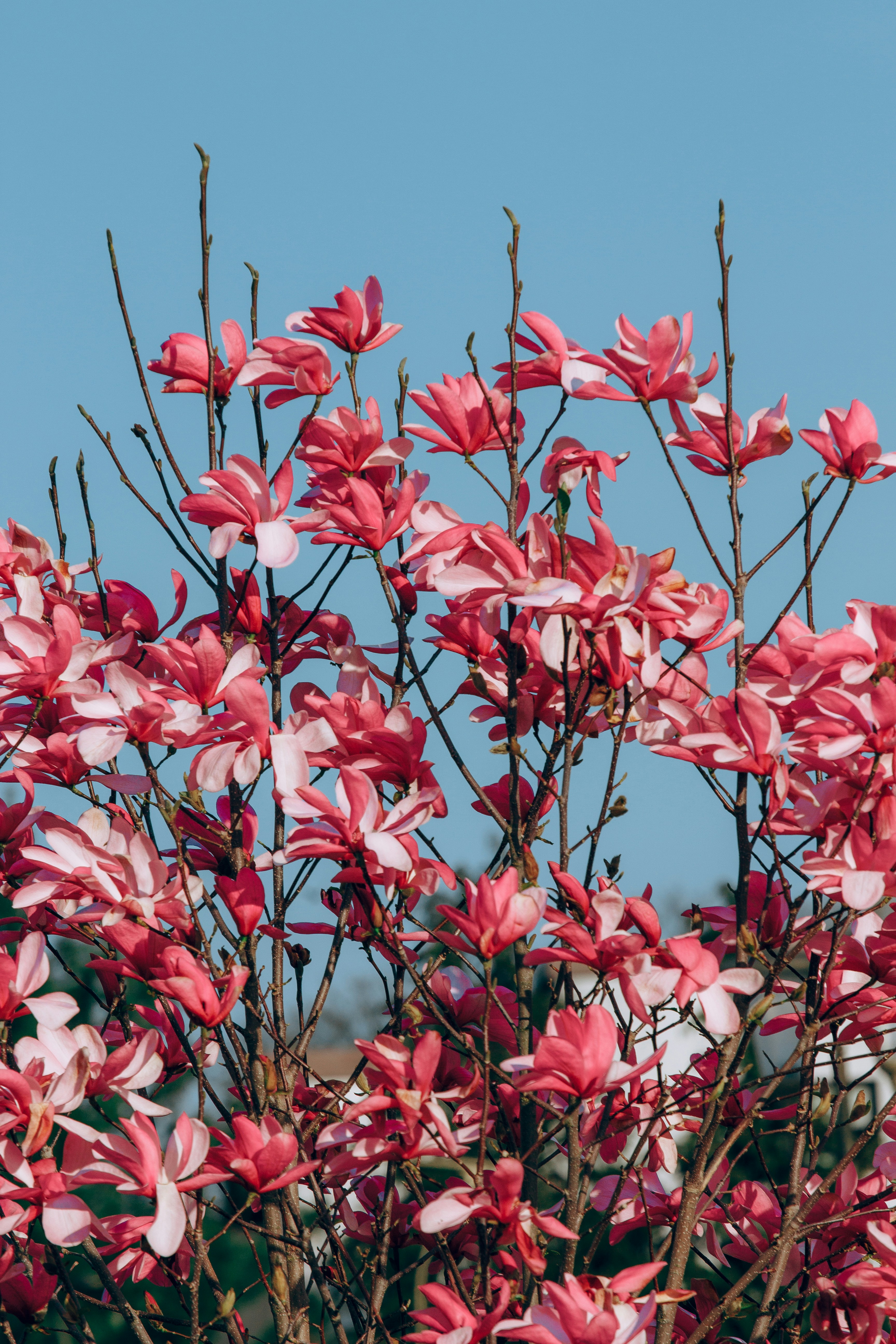 Pink Magnolia Chorus Against a Clear Blue Sky