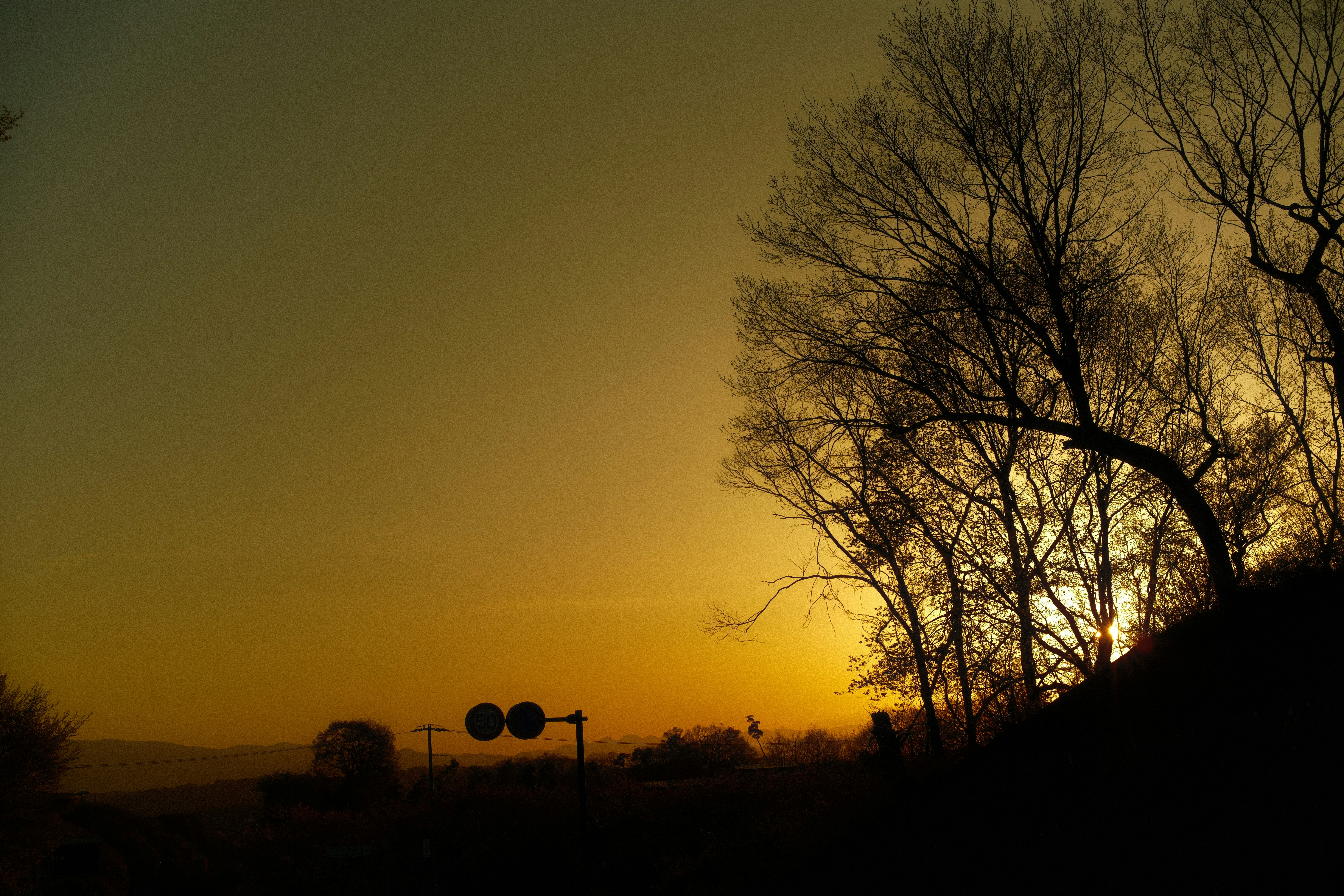 Dusk on the Horizon: Silhouetted Trees Against a Quiet Sunset