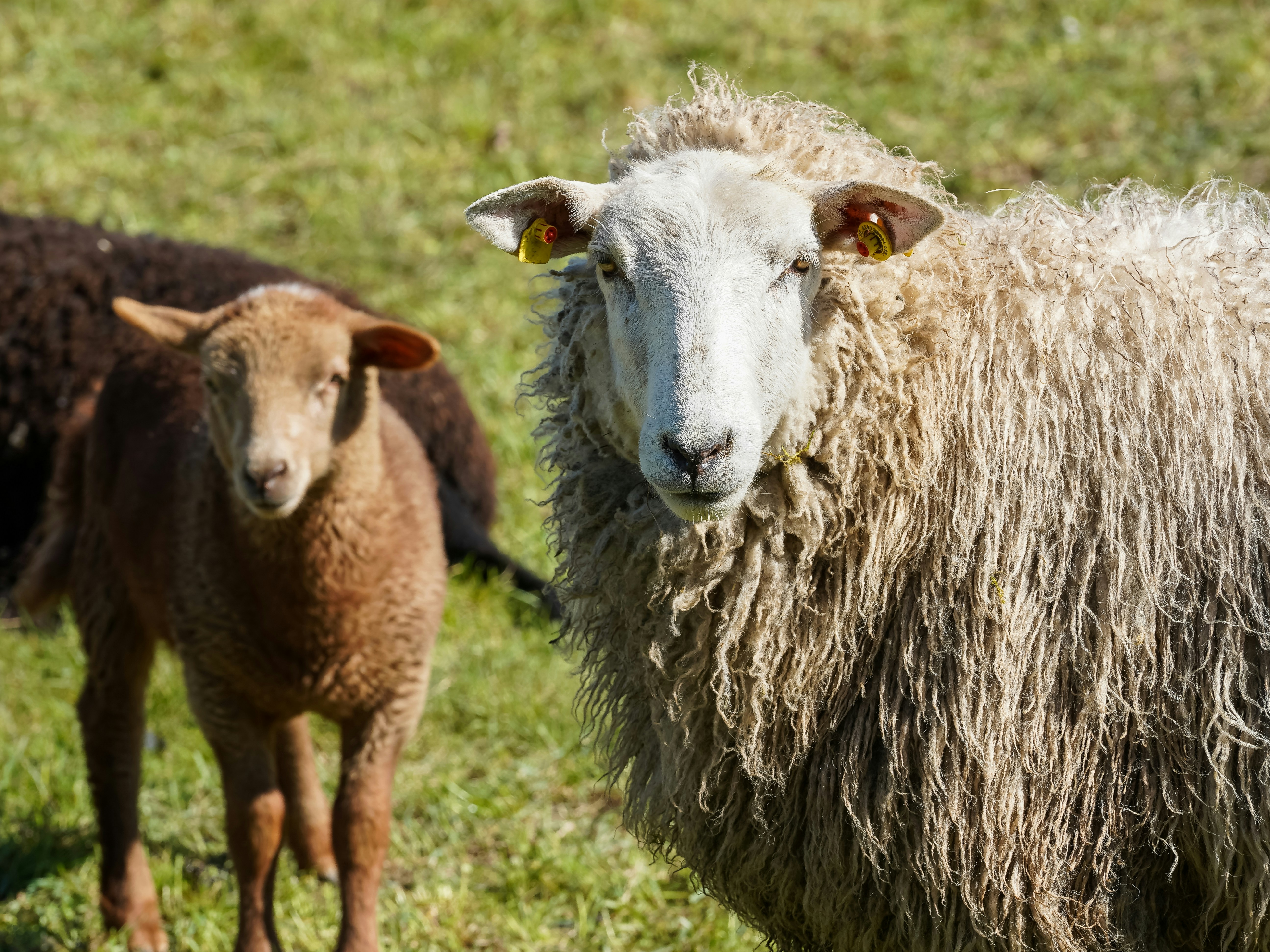 A Pair of FLOCK Companions: The White-Headed Follower Turns Toward the Camera