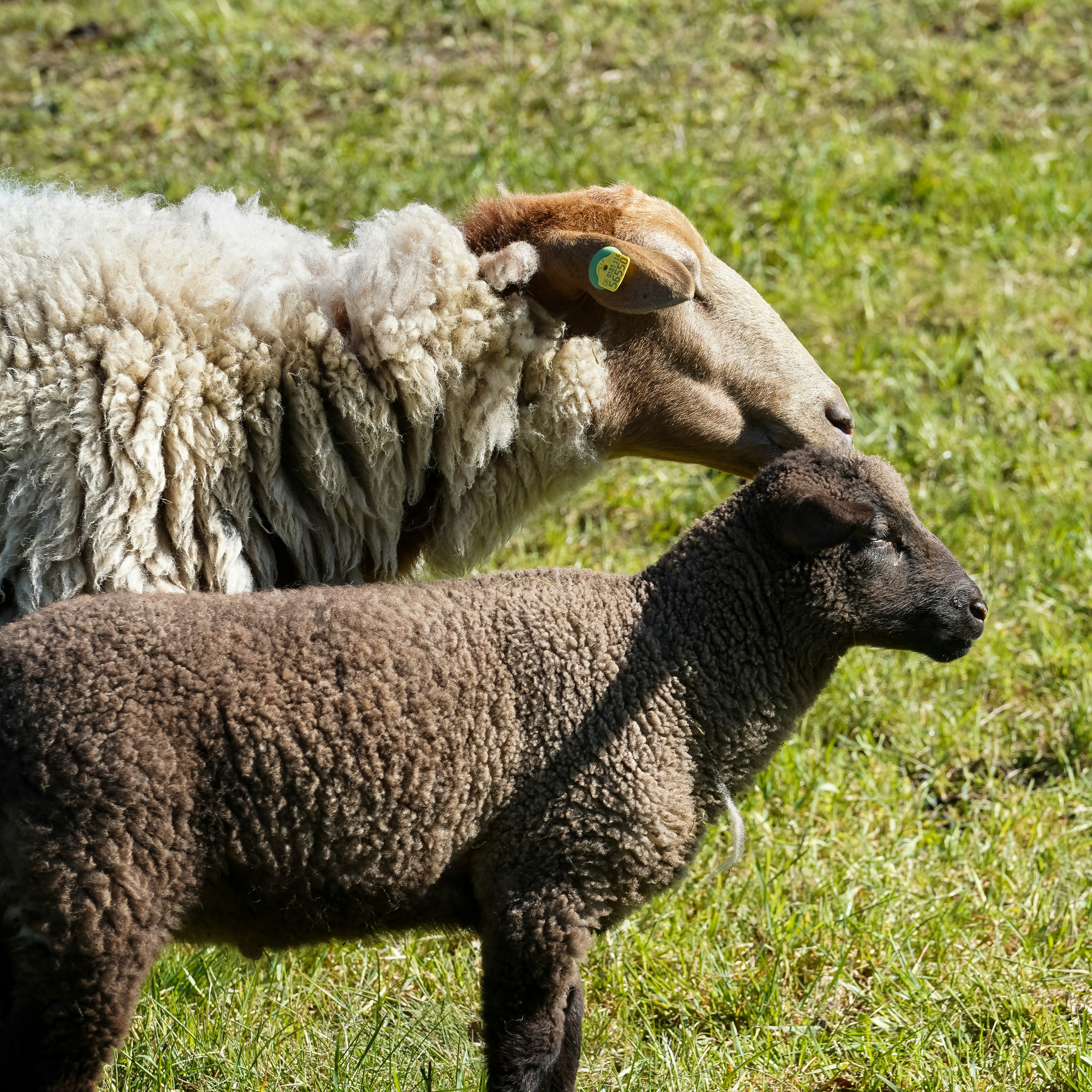 Two Sheep in Profile: A Tender Moment Across Flock Grass