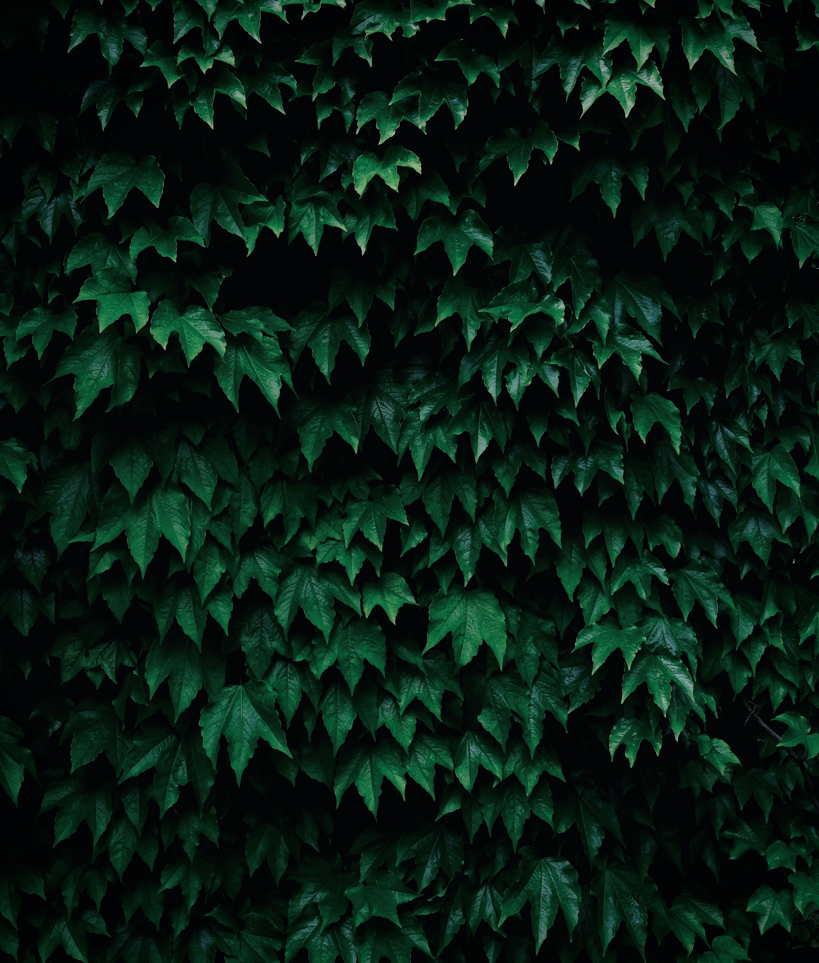 Shadowed Ivy: a Sea of Dark Green Leaves