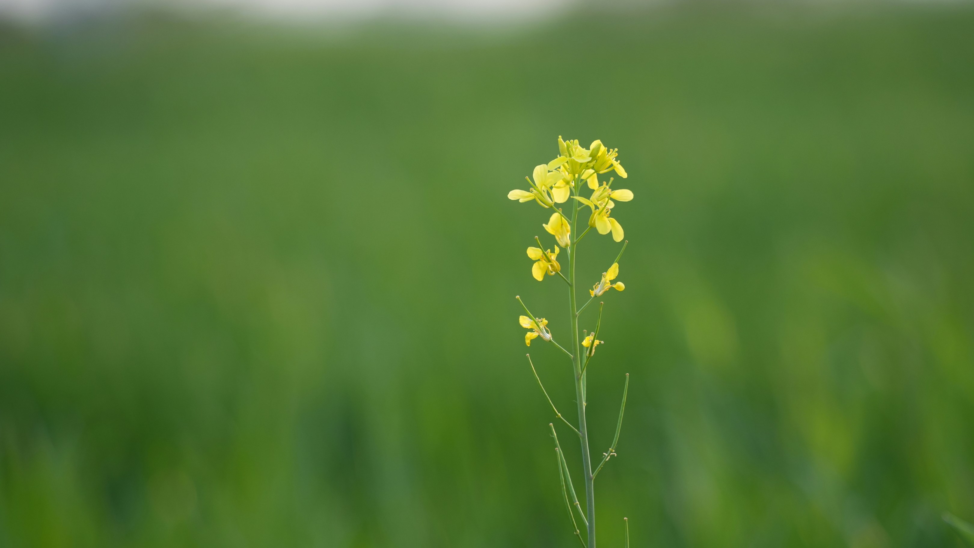 Single Yellow Flower Reaching Toward Morning Light
