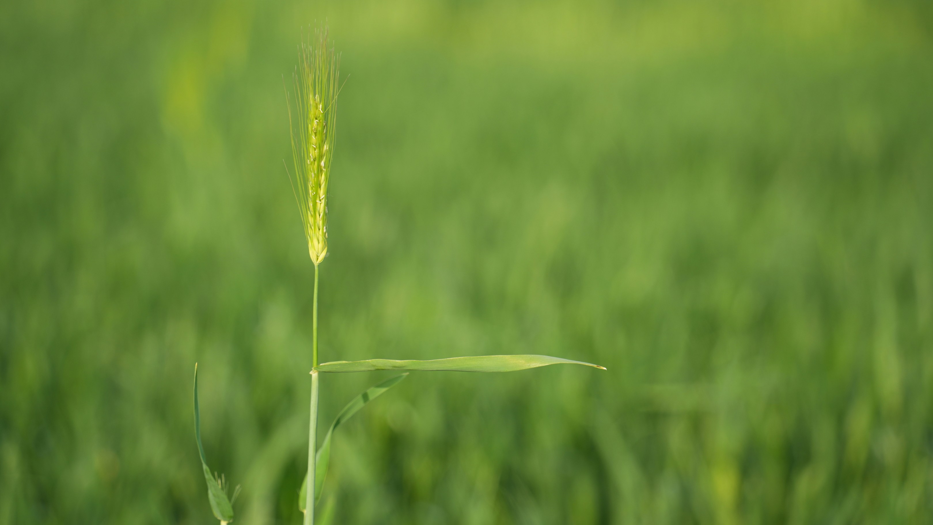 Single Wheat Spike in a Sea of Green