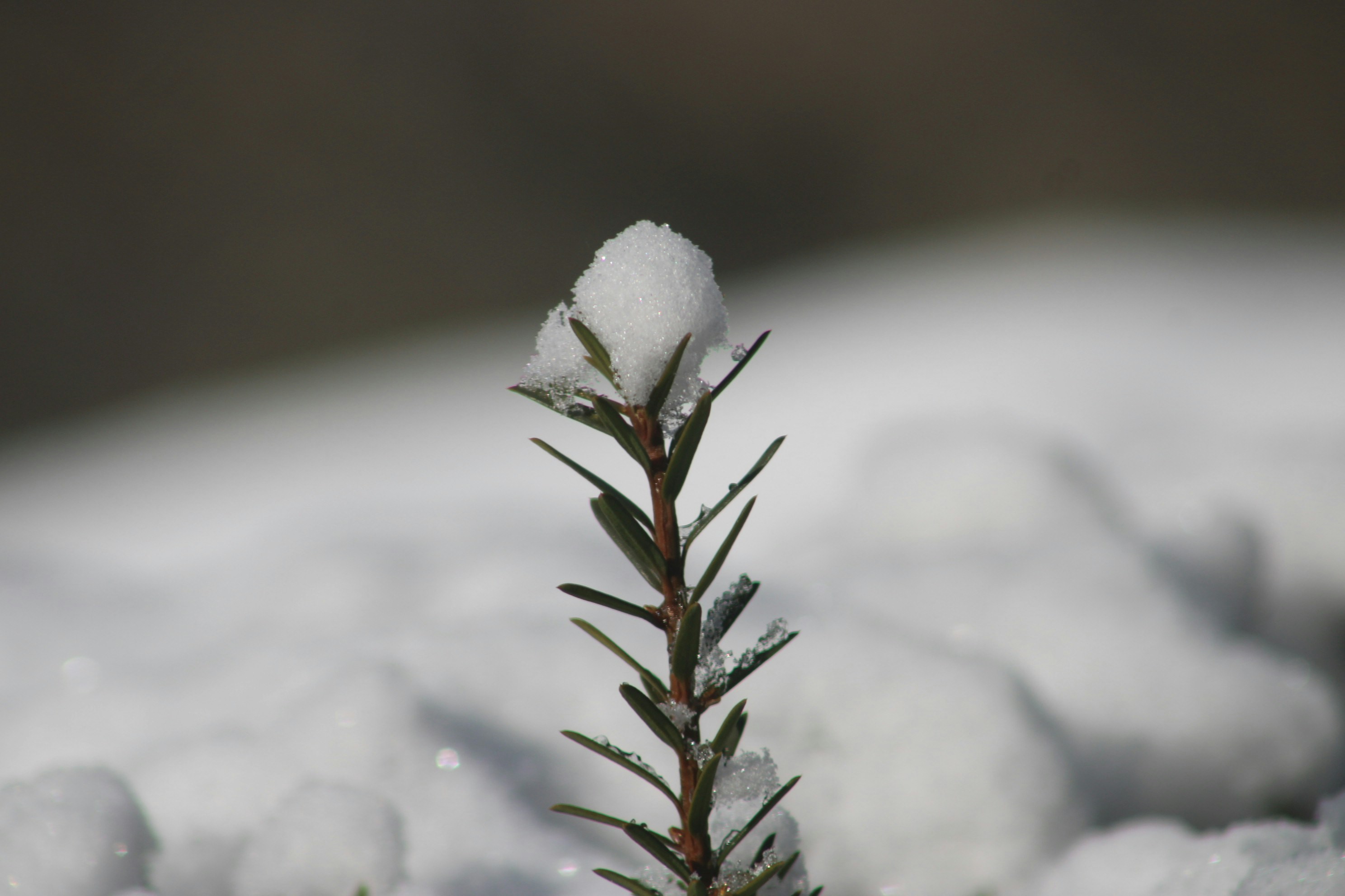 Winter Needle: A Snow-Capped Sprout Reaches Through the Quiet White