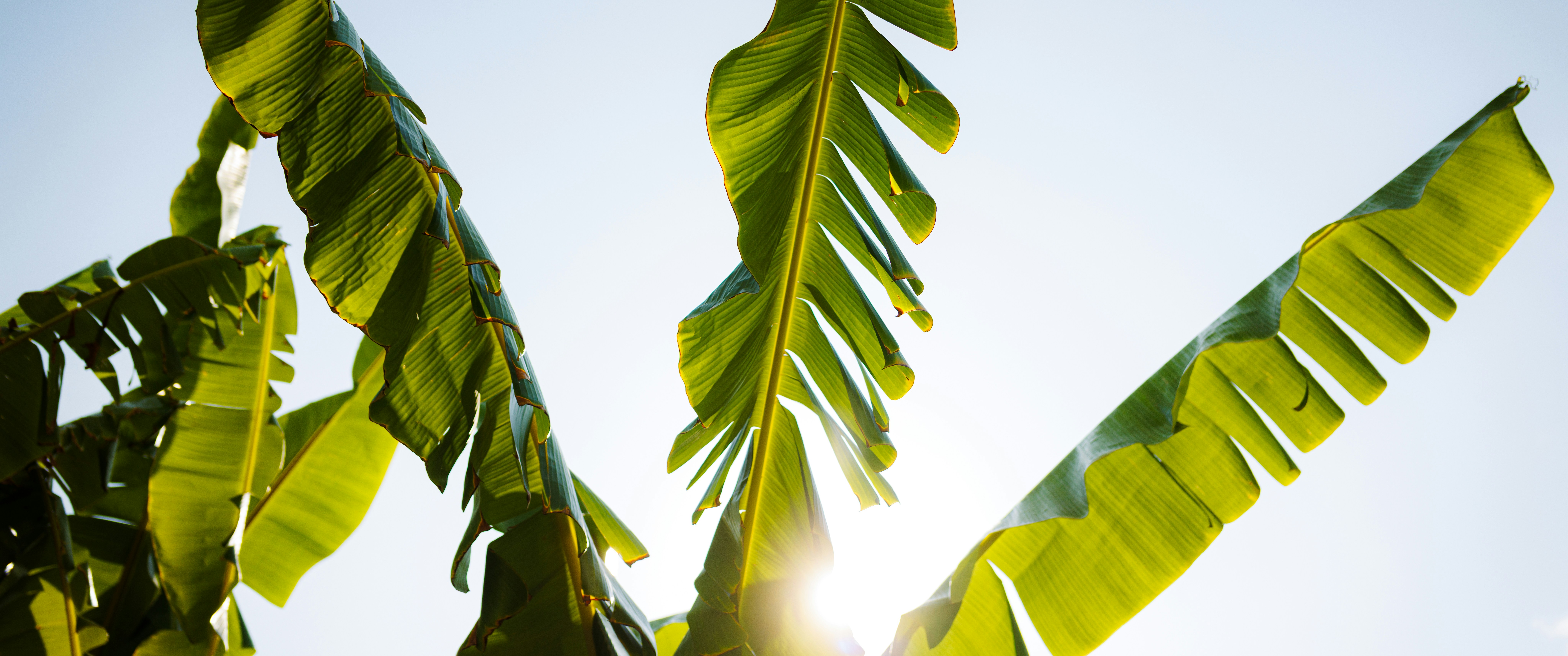 Sunlit Banana Leaves Framing a Bright Sky