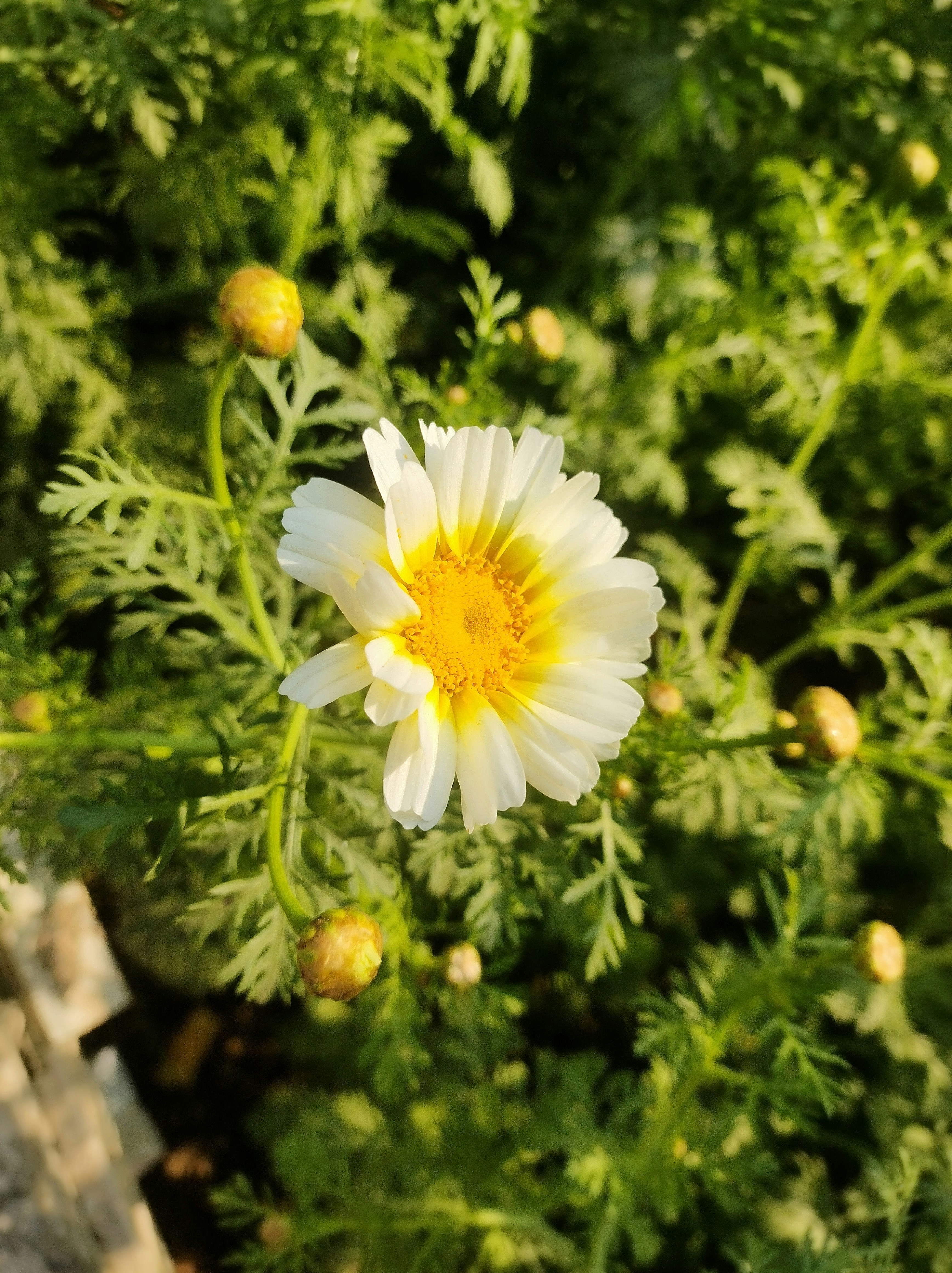Sunlit Daisy Crown: A Bright Burst Among Greenery