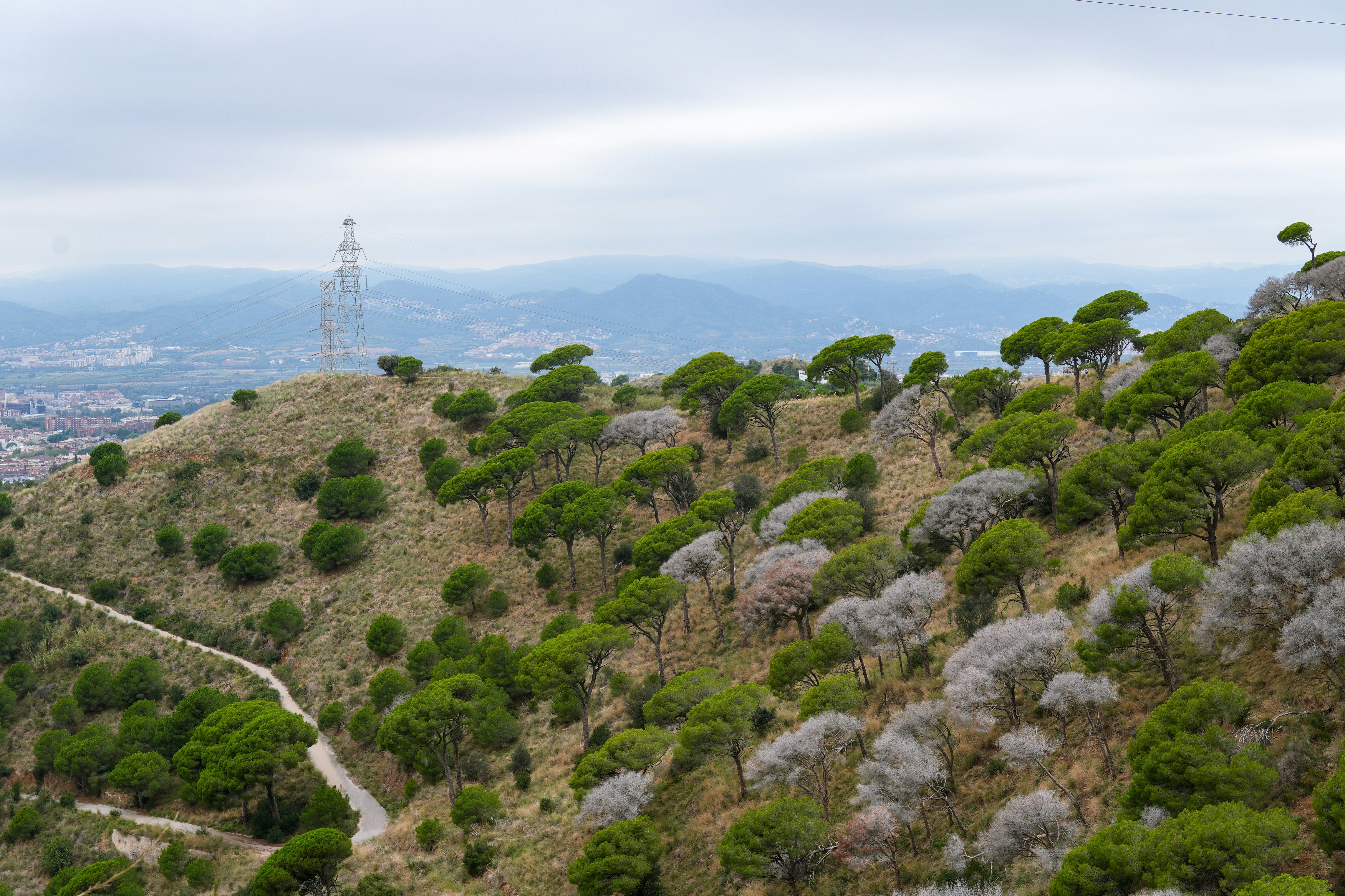 Hillscape of Wind-swept Pines and Lavender-tinged Slopes