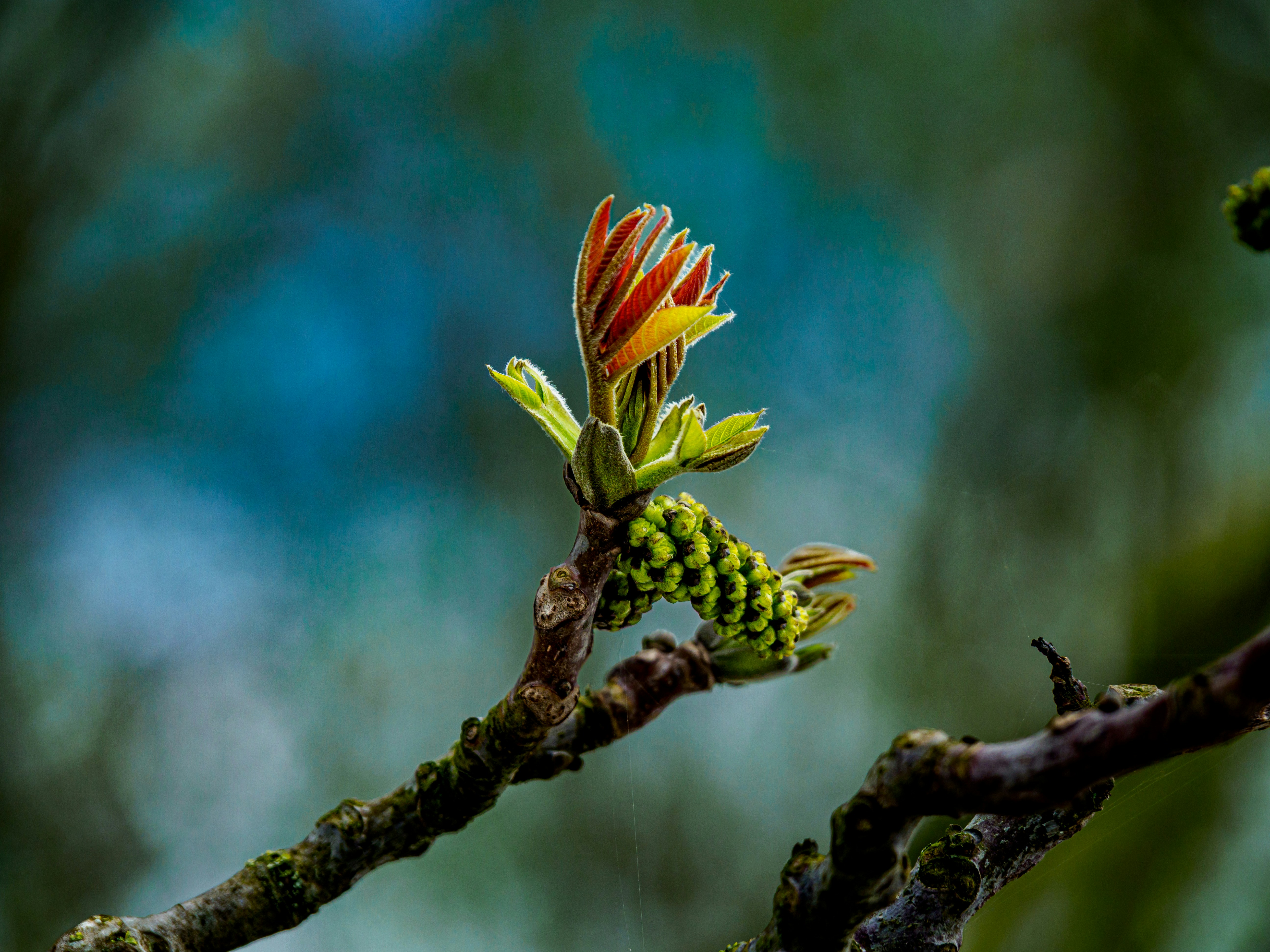 Close-up of a New Leaf Bud on a Mossy Branch