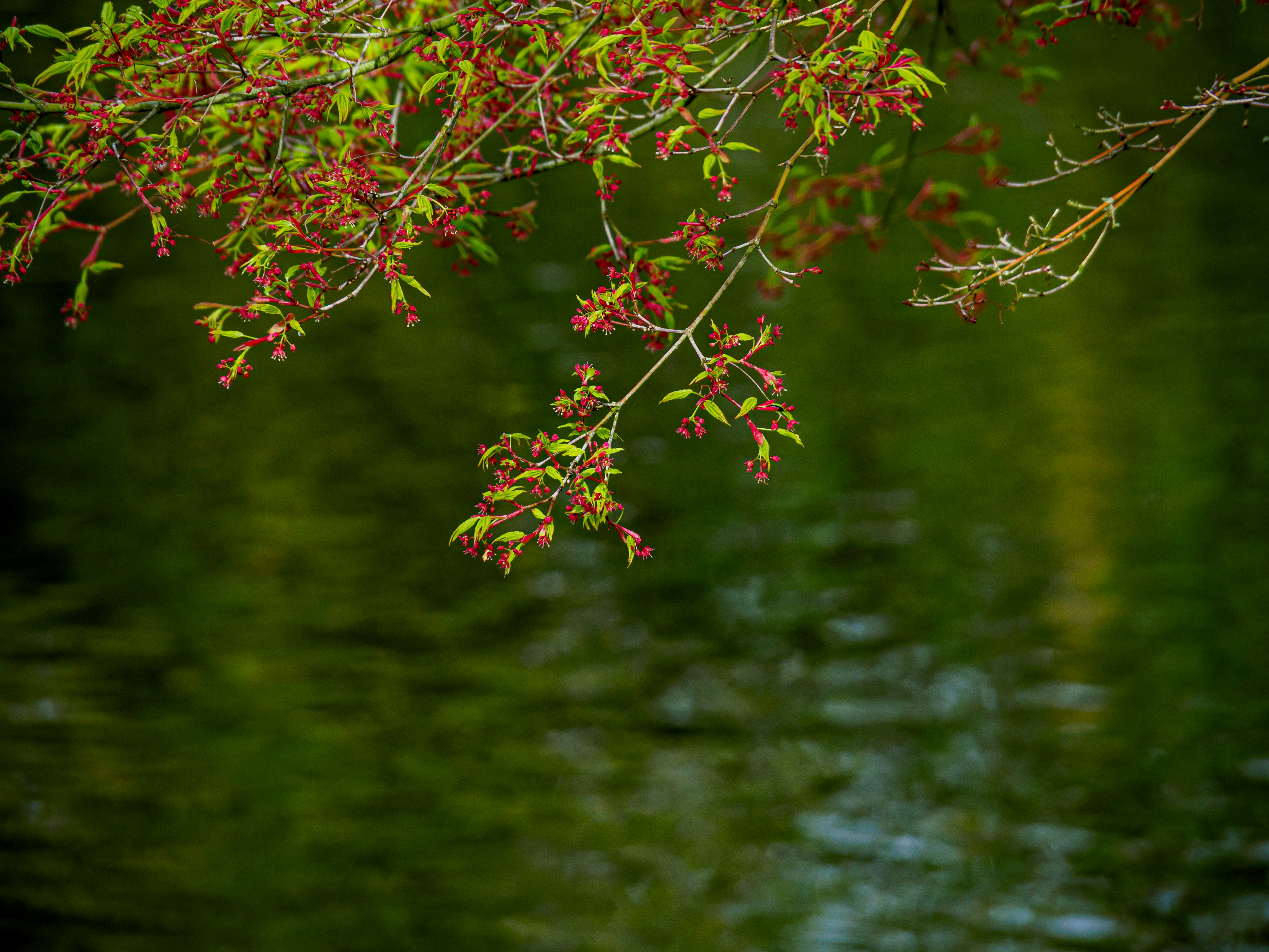 Red-tinged Magnolia Branches Over a Quiet Pond