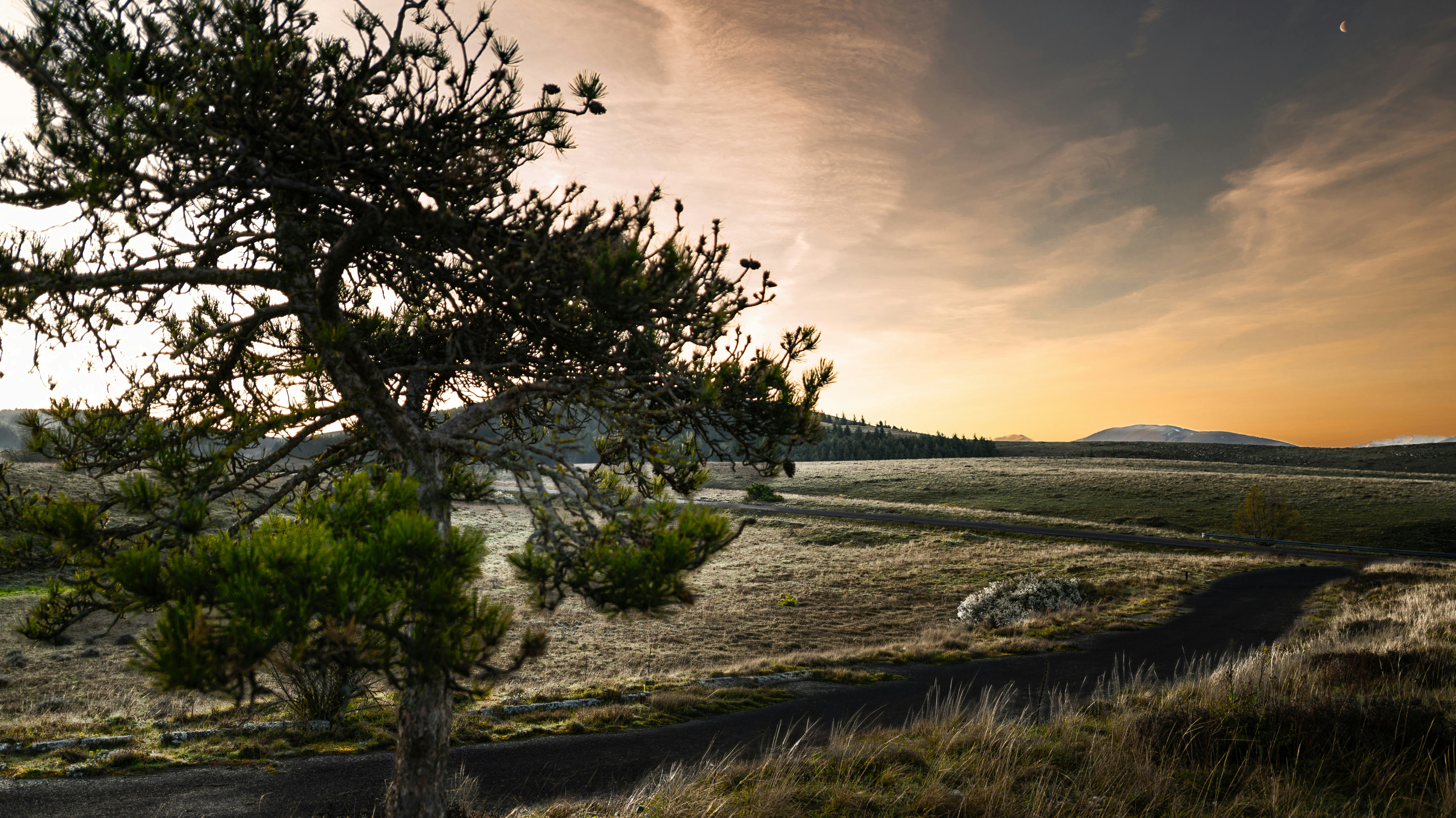 Lonely Pine on a Windswept Plain at Sunset