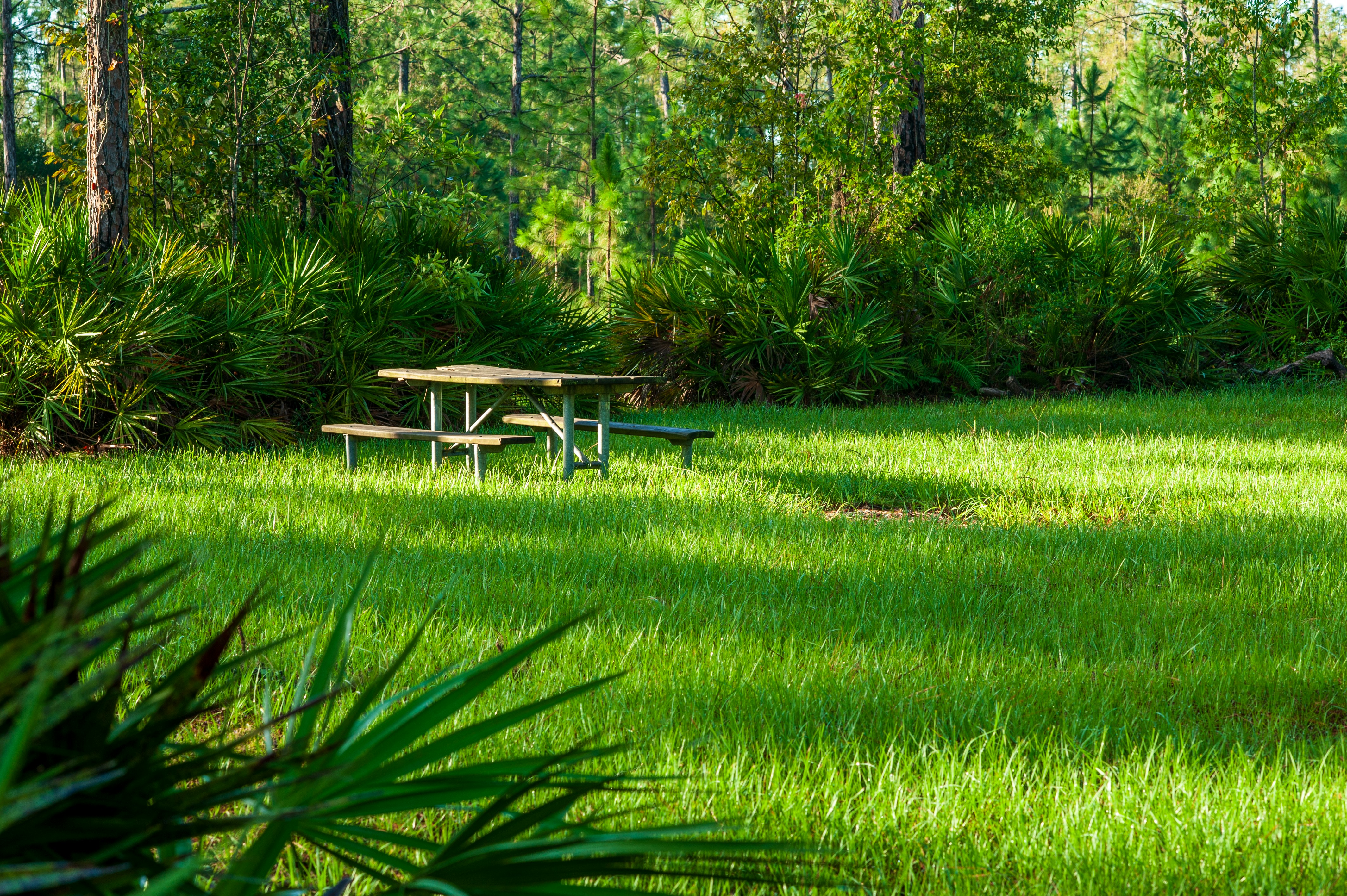 Sunlit Meadow and Picnic Table in a Quiet Green Clearing