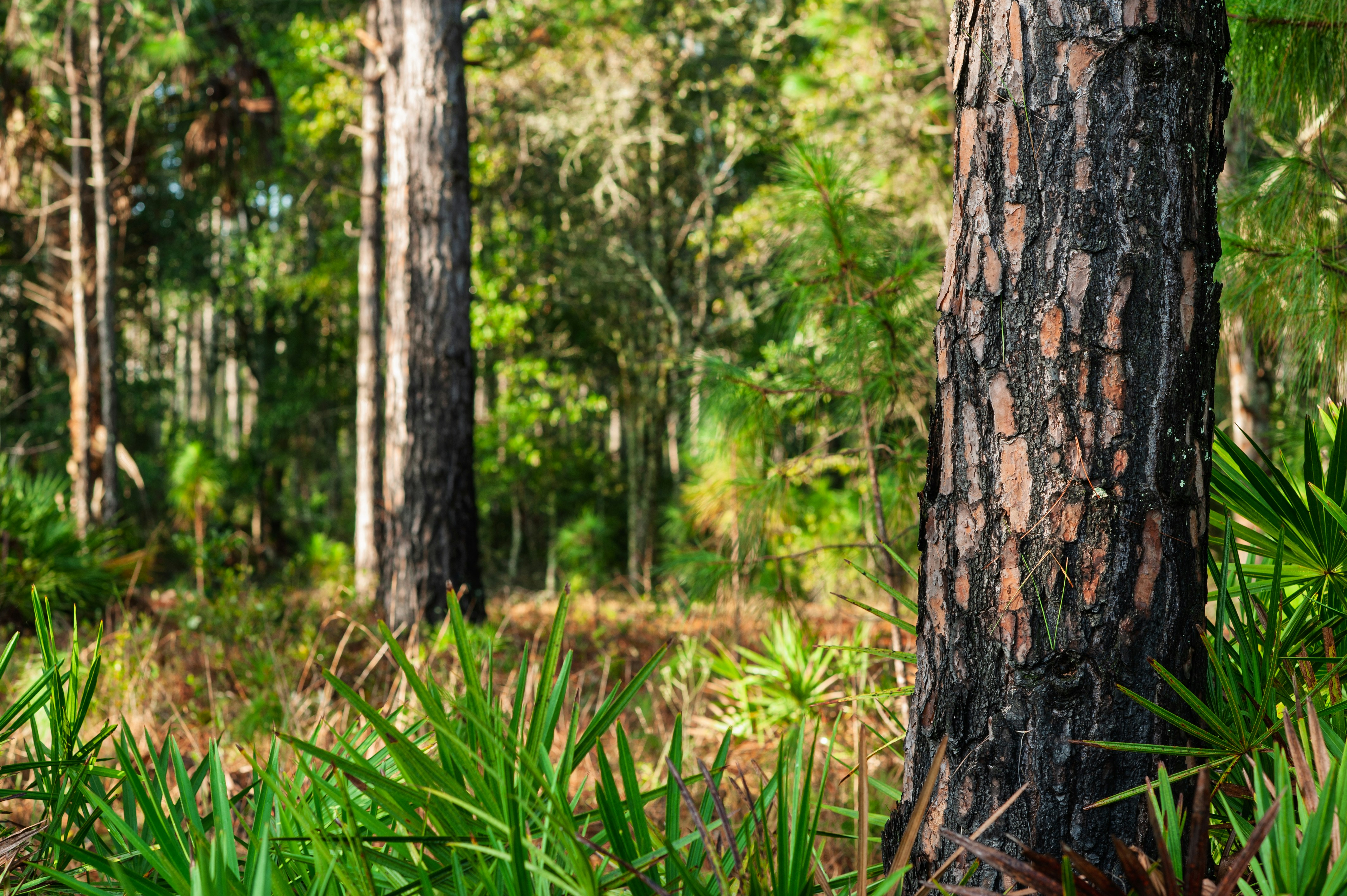 Sunlit Pines at the Forest Edge