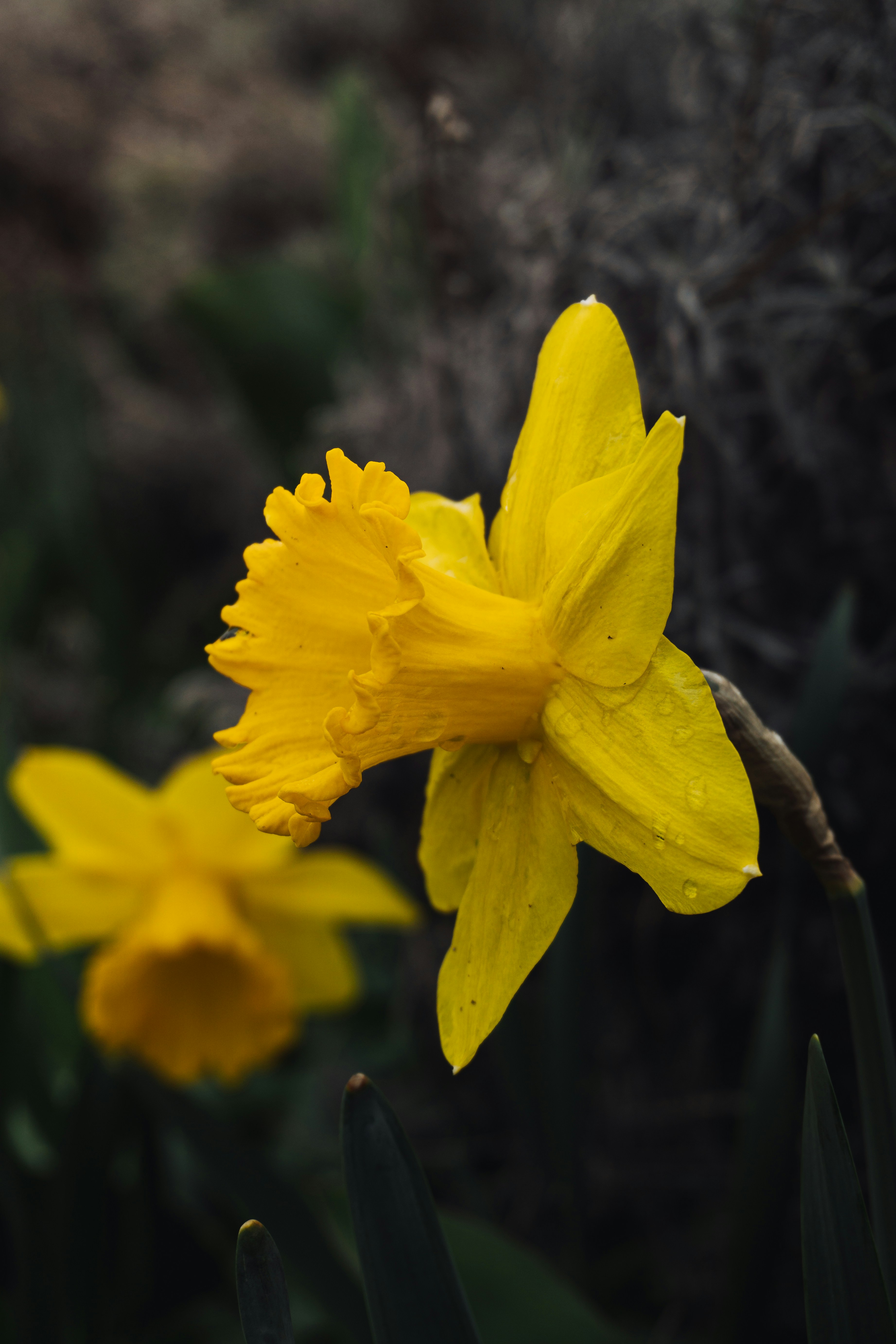 Bright Narcissus Spotlight: A Pale Yellow Bloom Against Dark Backdrops