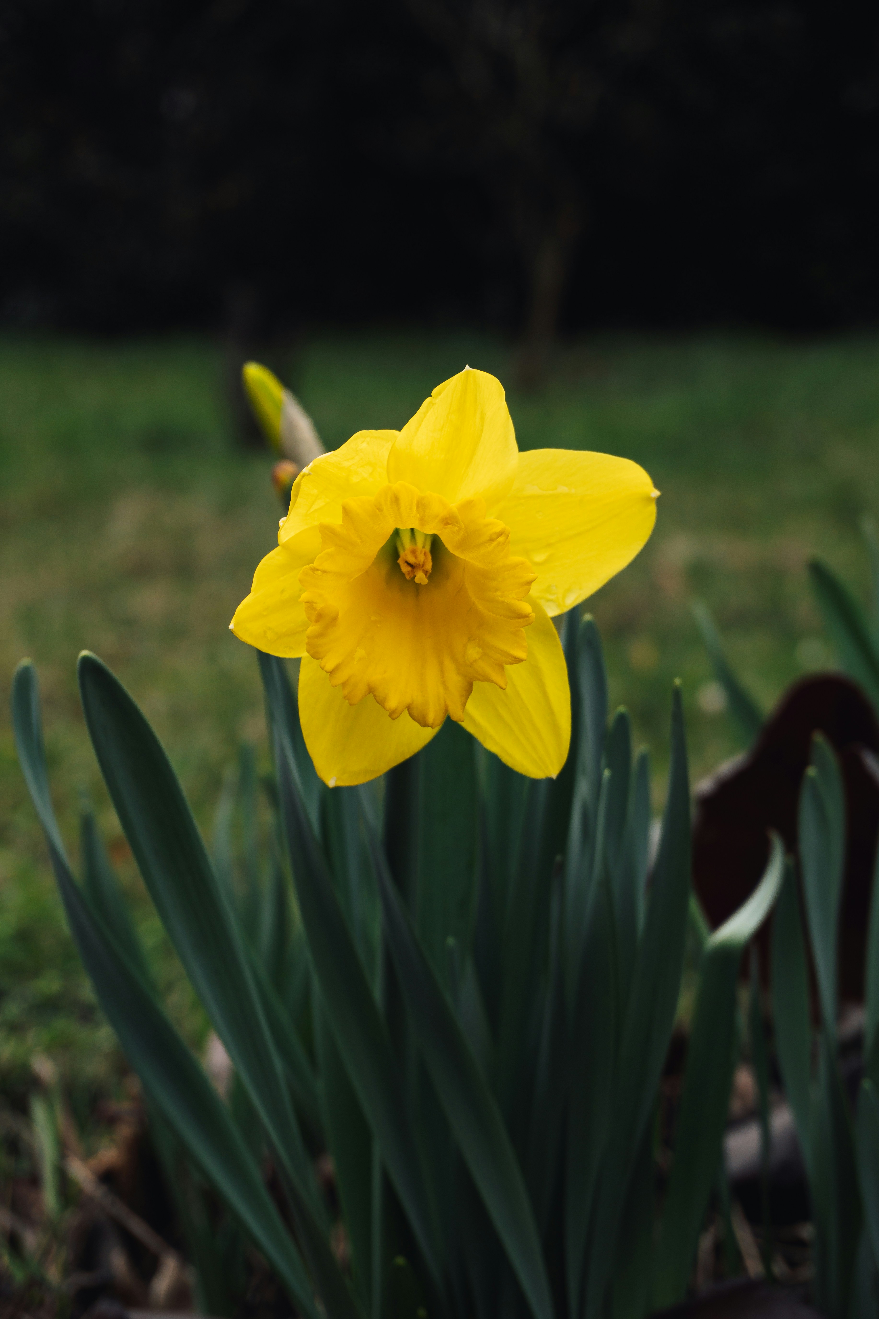 Yellow Daffodil Bloom Reaching Toward Morning Light
