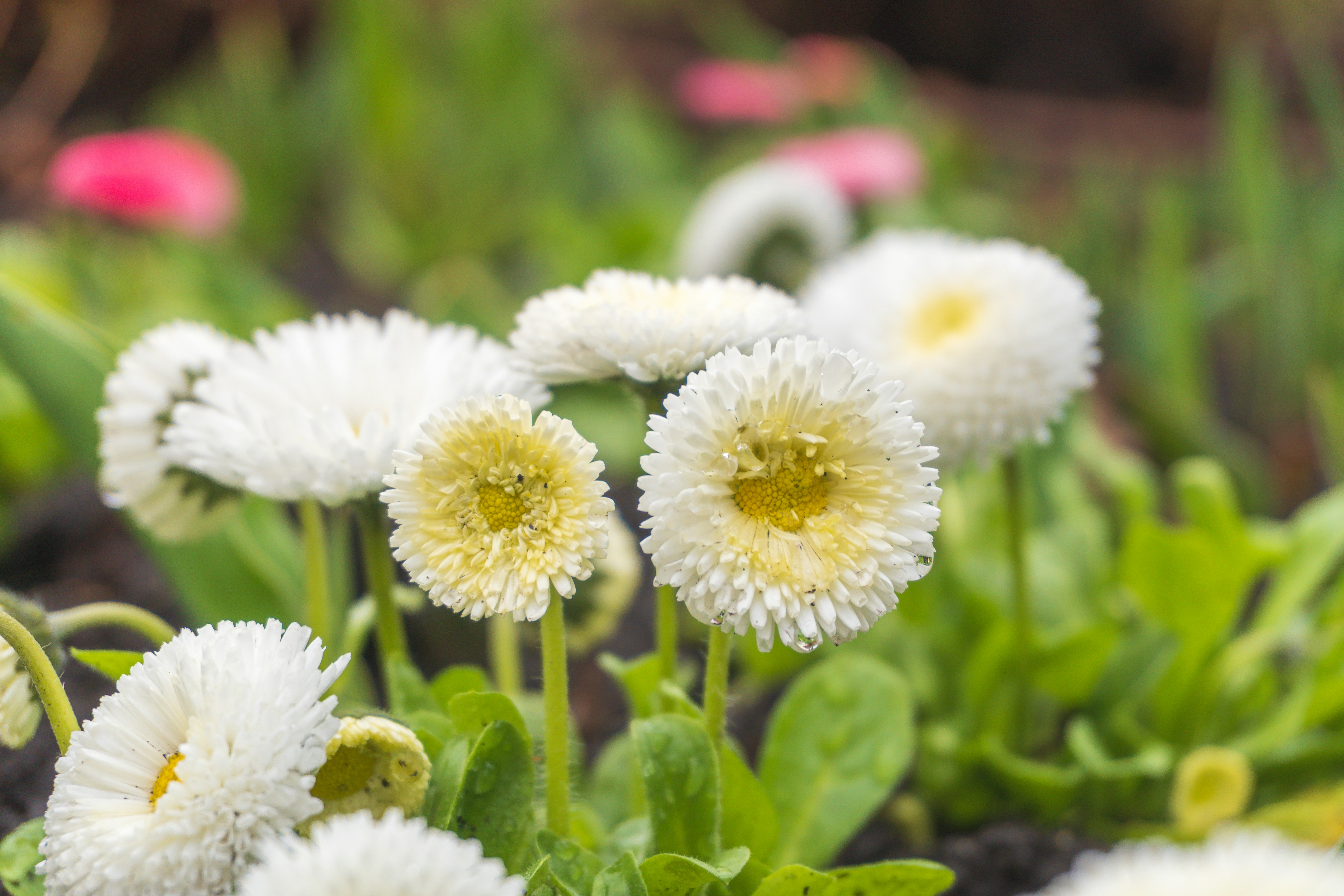 Sunlit Meadow Snowflakes: White Daisy Patch in Focus