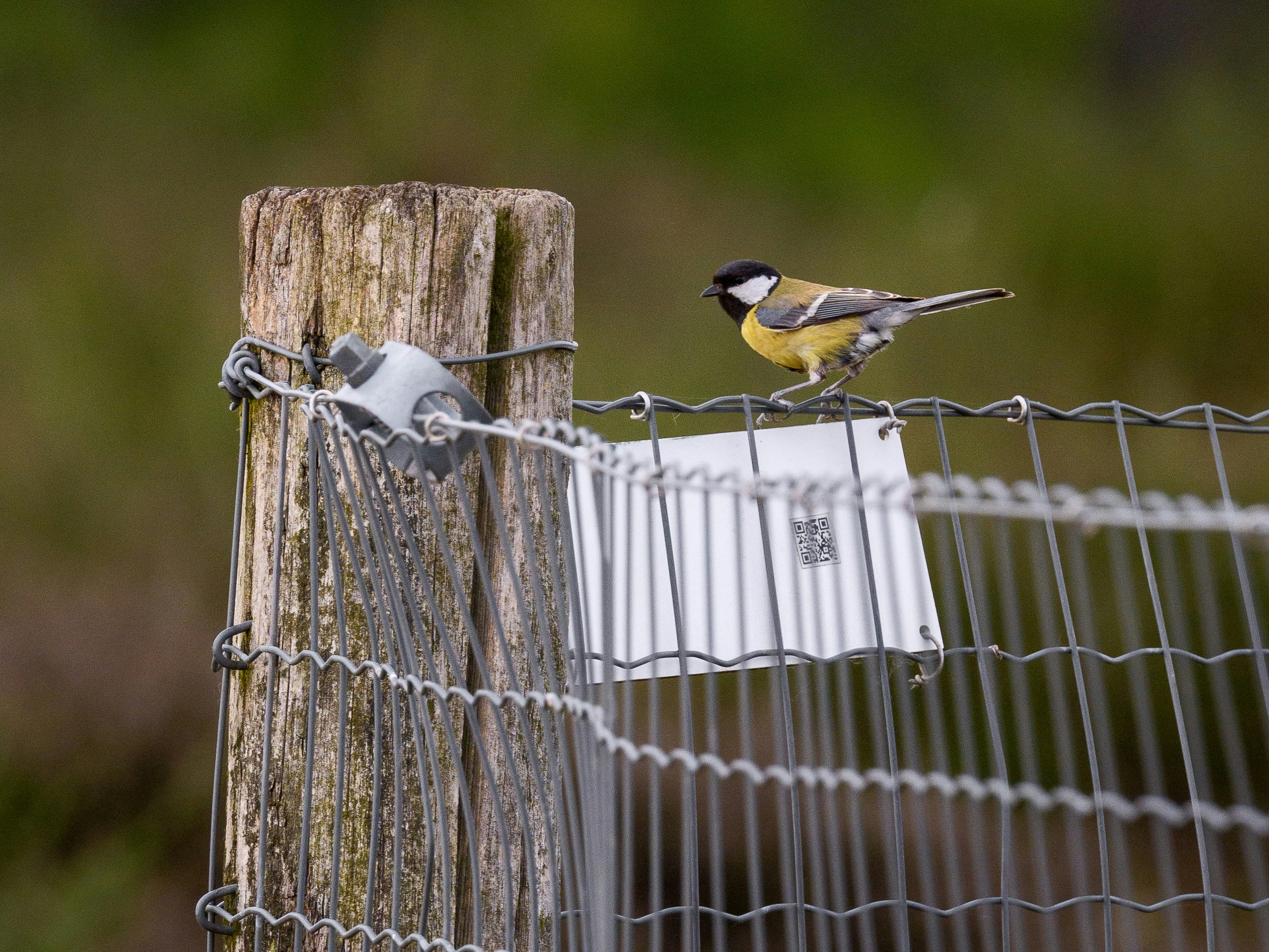 Bird on the Wire: A Fenced Perch in Focus