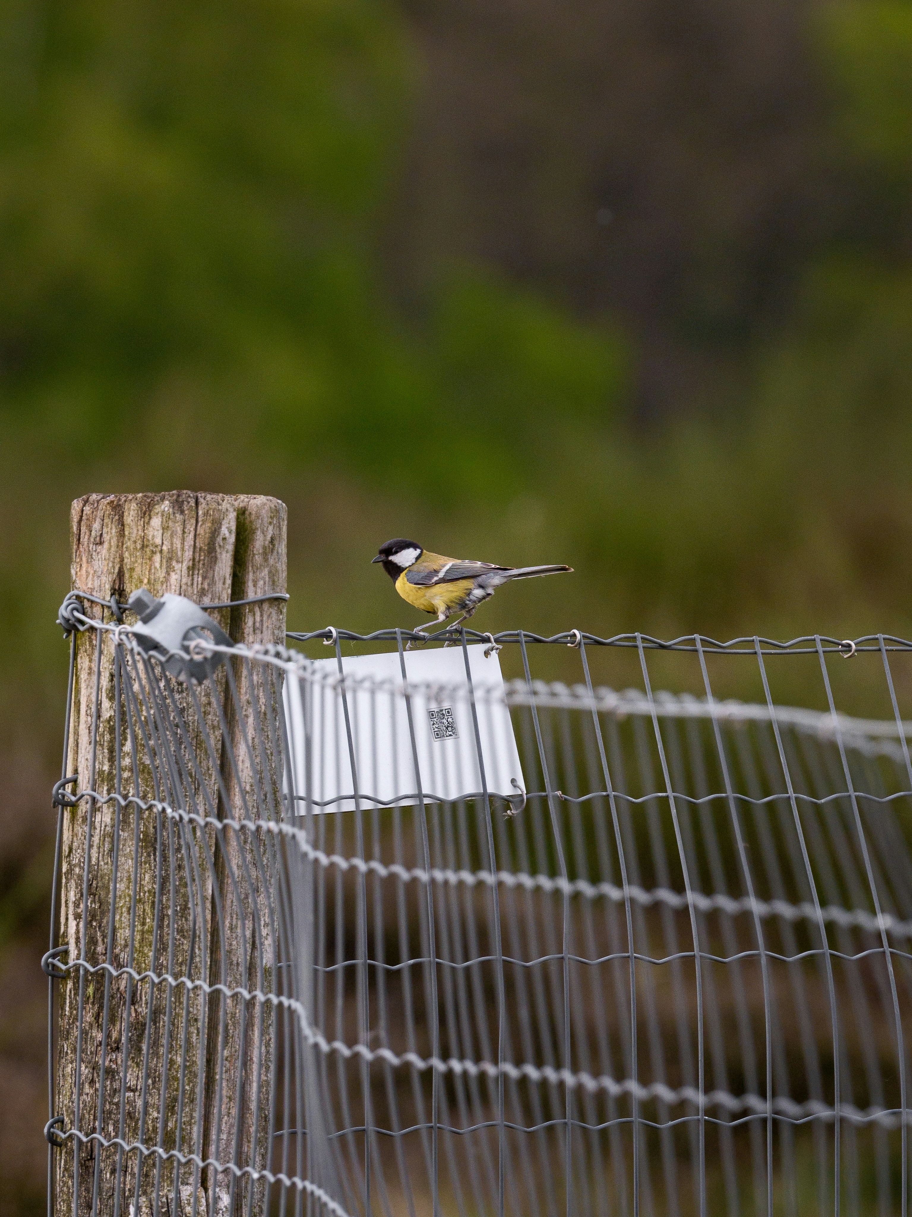 Yellow-backed Songbird Perching on Wire Fence by Weathered Post