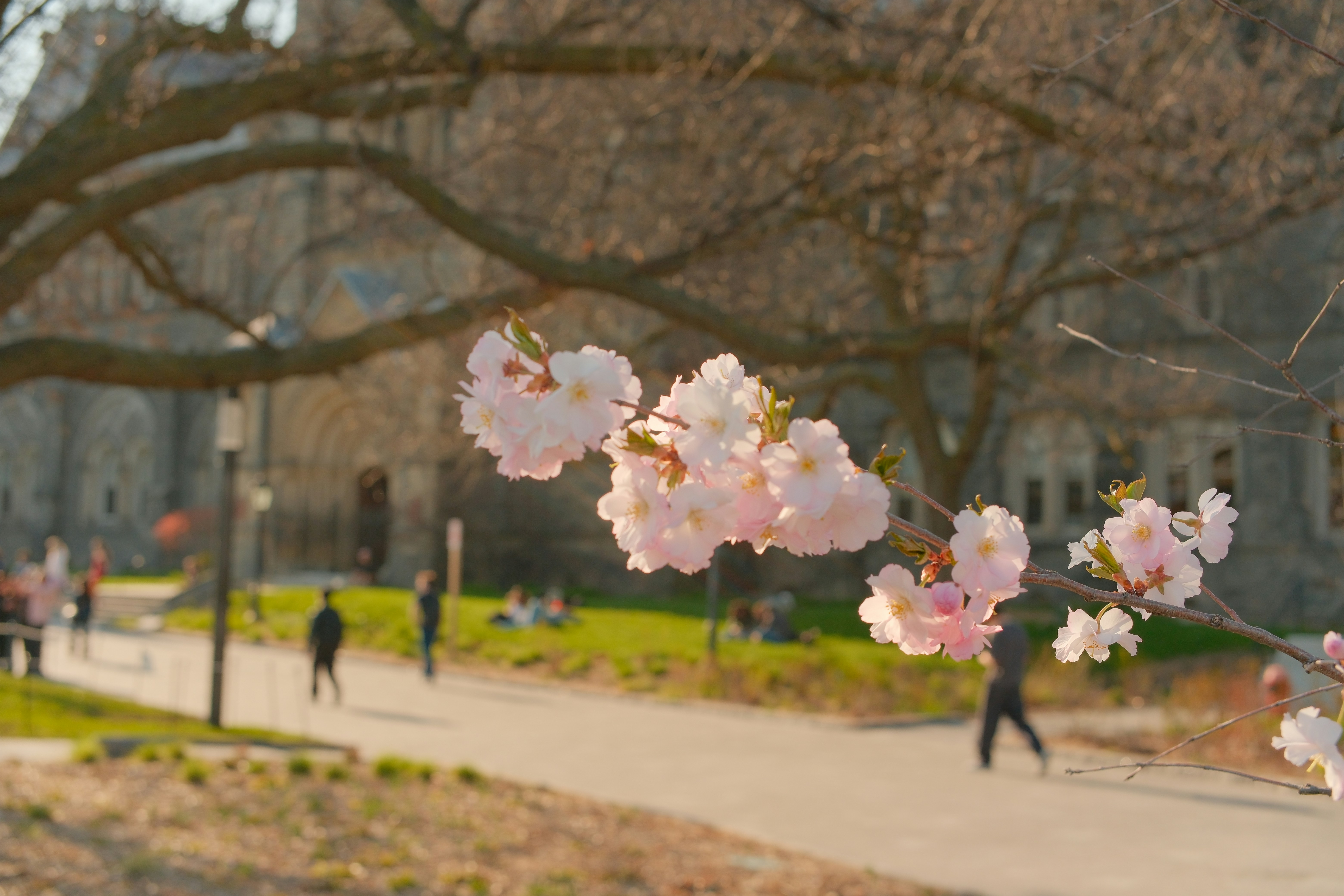 Blossoms in Focus: A Soft Corridor of Spring