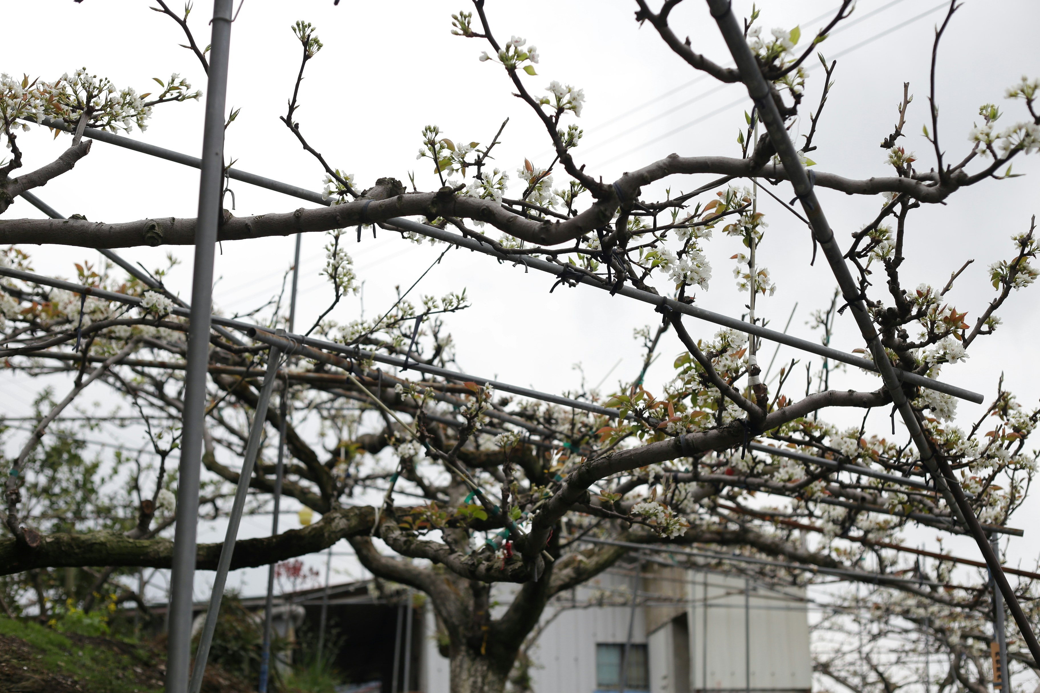 Blossoming Orchard Mesh with Overhead Cables