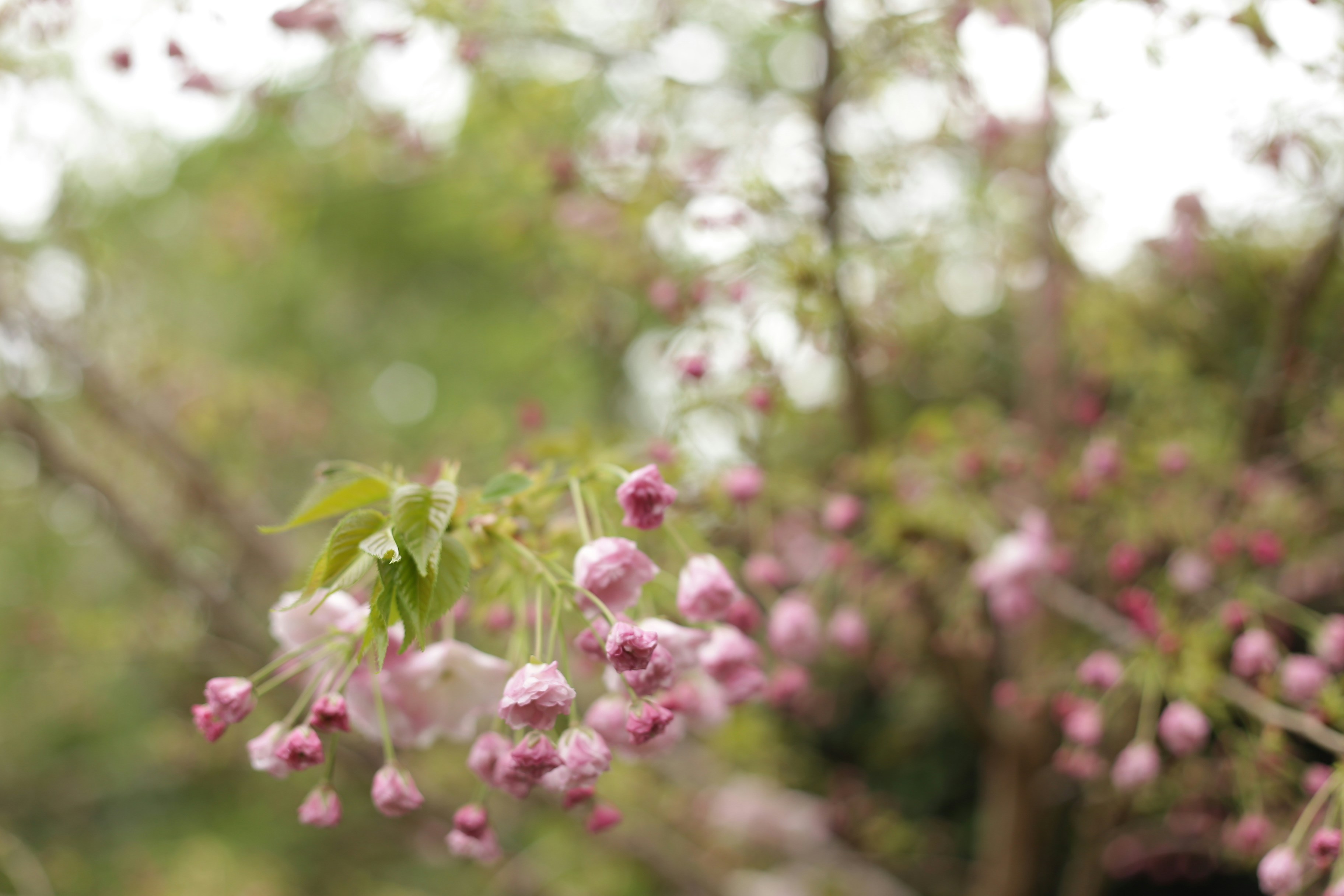 Blossoms in Soft Focus: A Delicate Pink Cascade