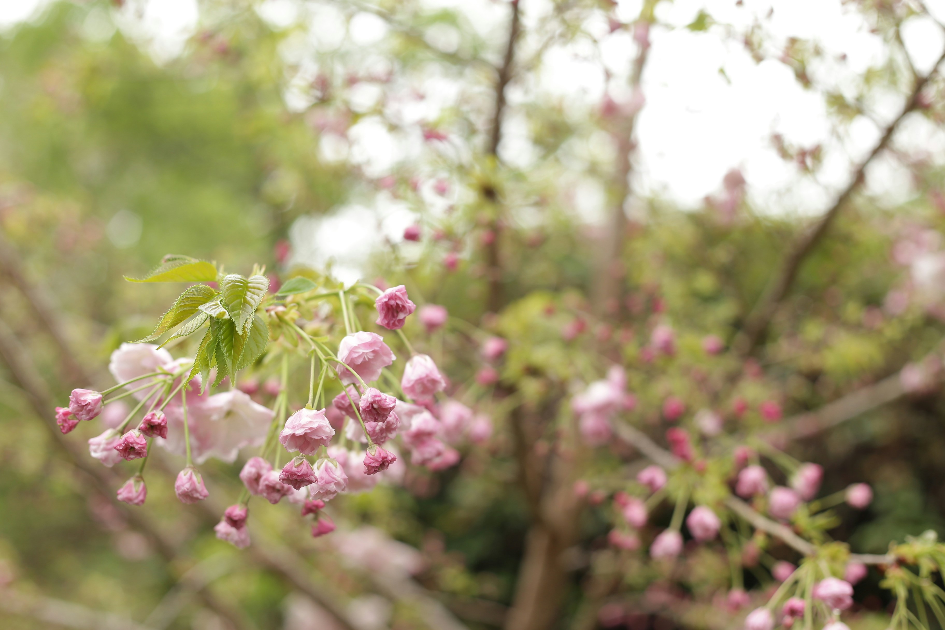 Blossoms in Soft Blur: Spring Poise on a Gentle Branch