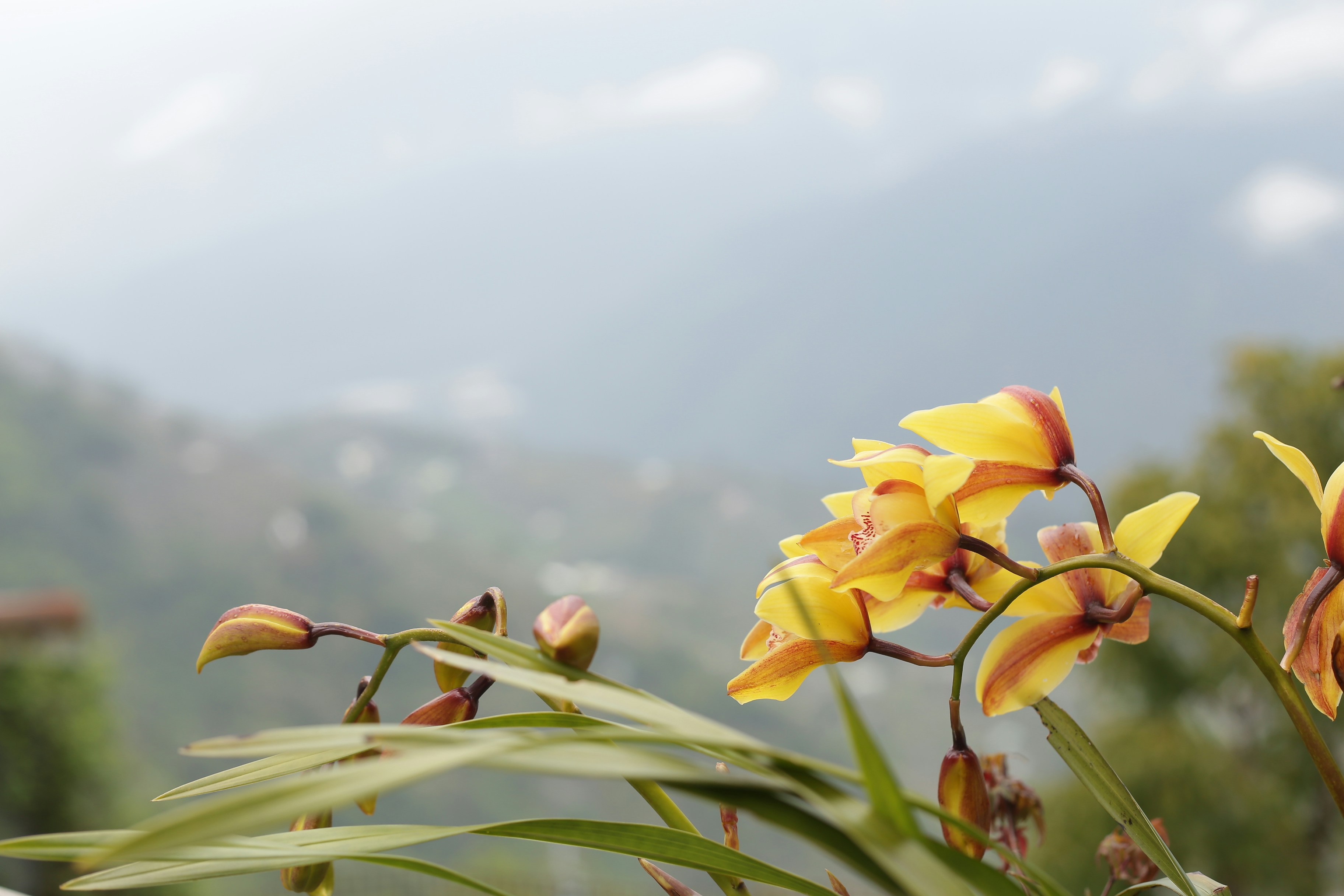 Yellow Orchid in Soft Haze with Distant Valley Backdrop