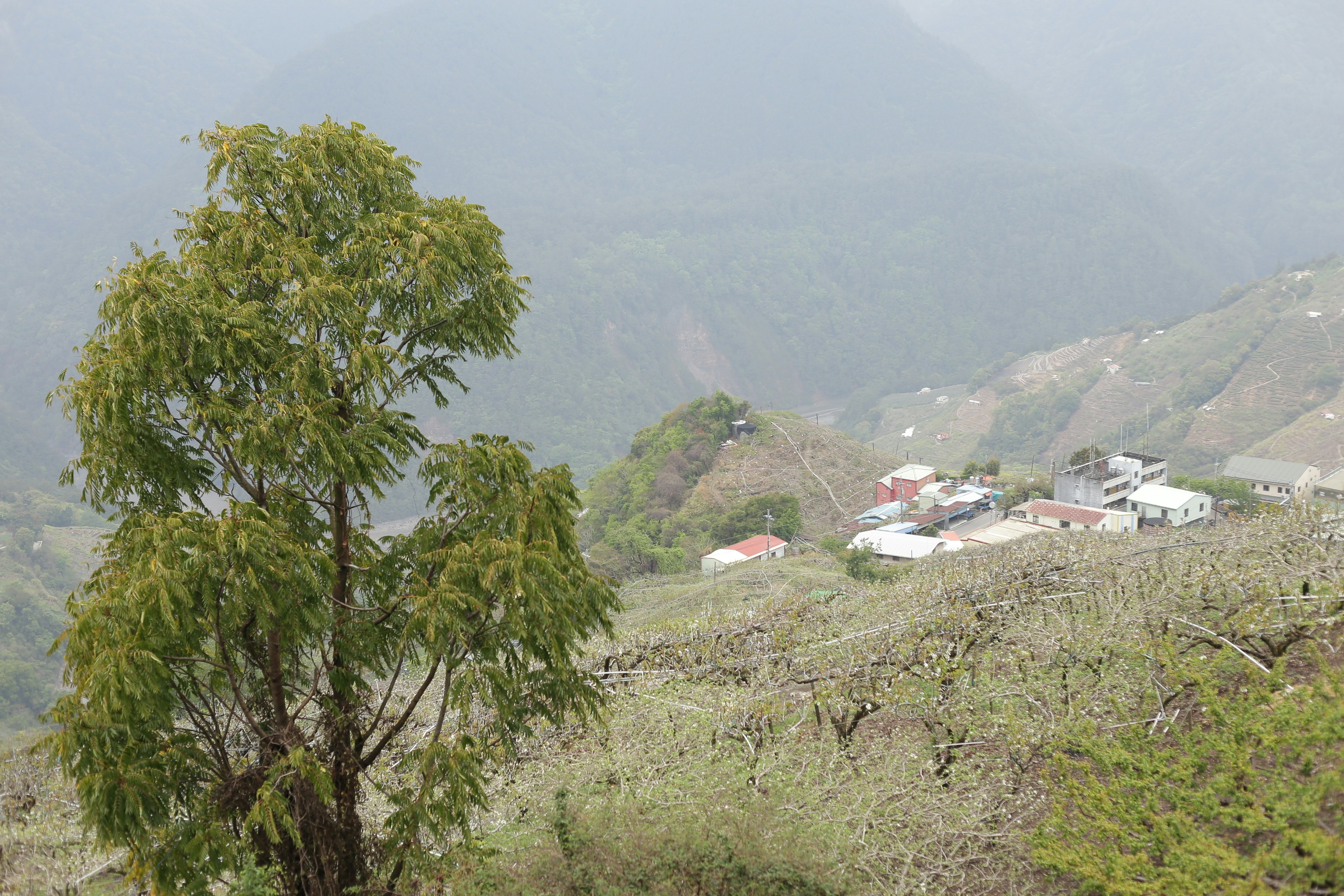 Tree in a misted hillside village under rolling terraces