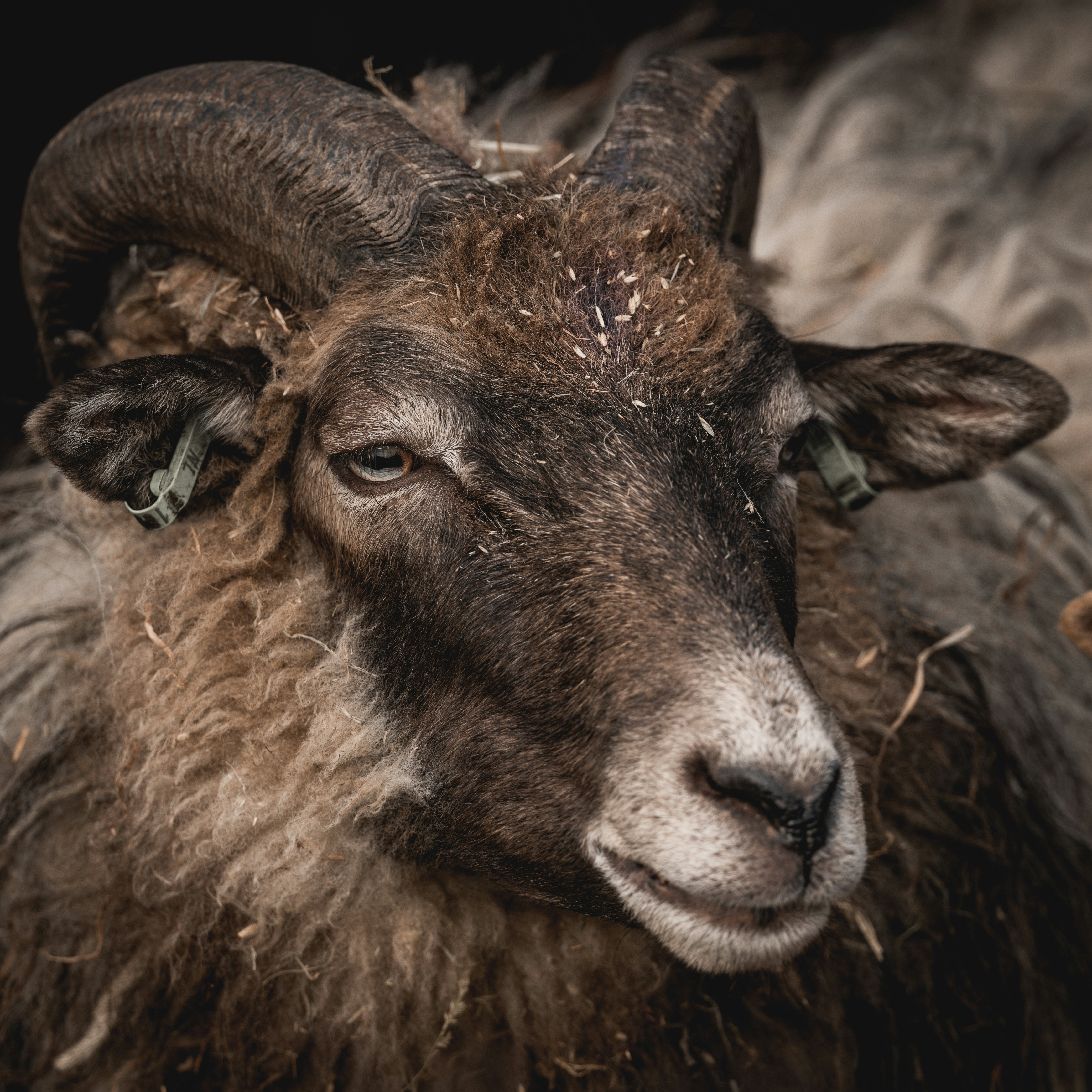 Close-up of a Woolly Ram: Texture, Horns, and Calm Gaze