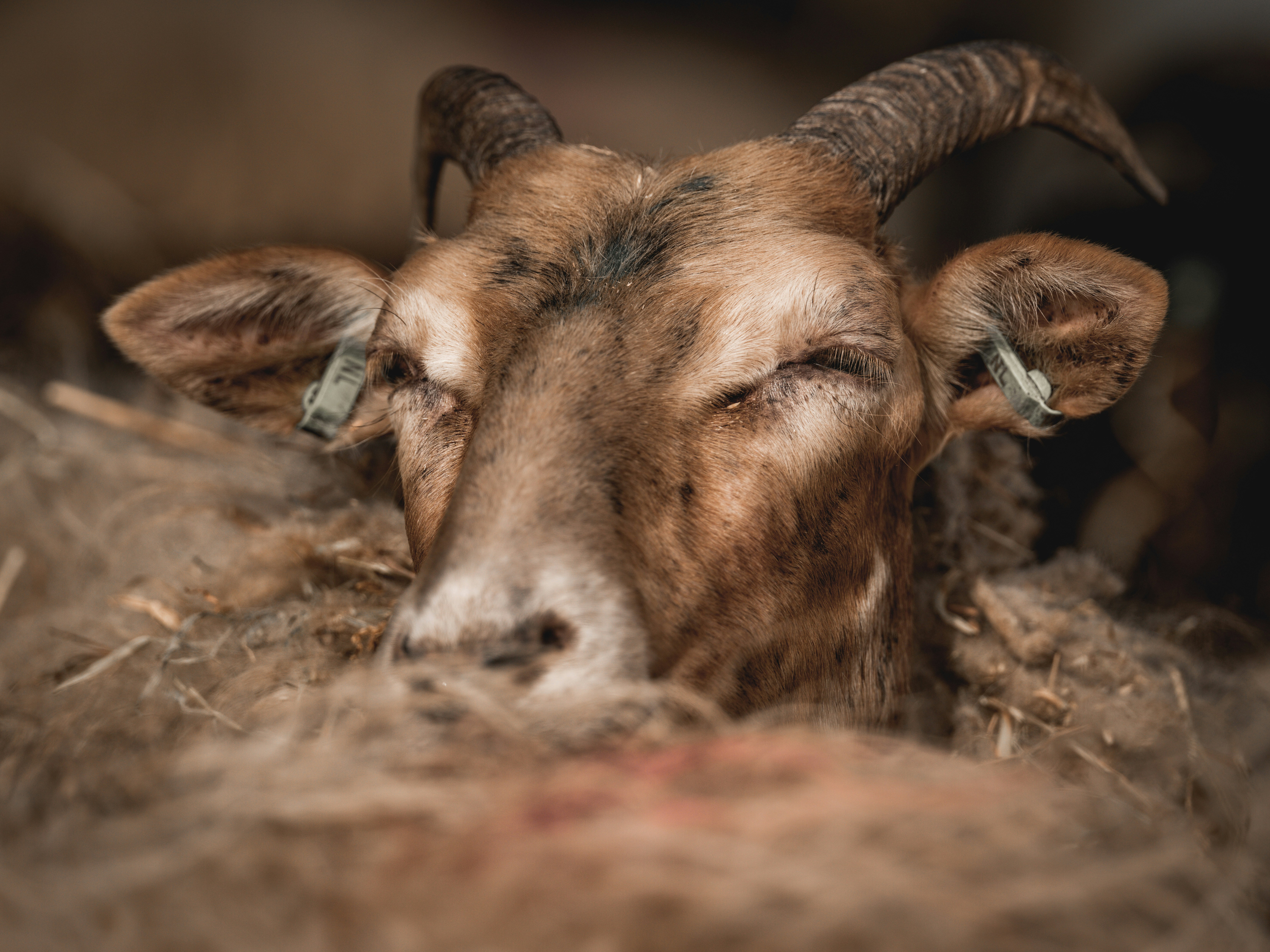 Close-Up of a Sleeping Buffalo in Soft Burlap-like Bedding