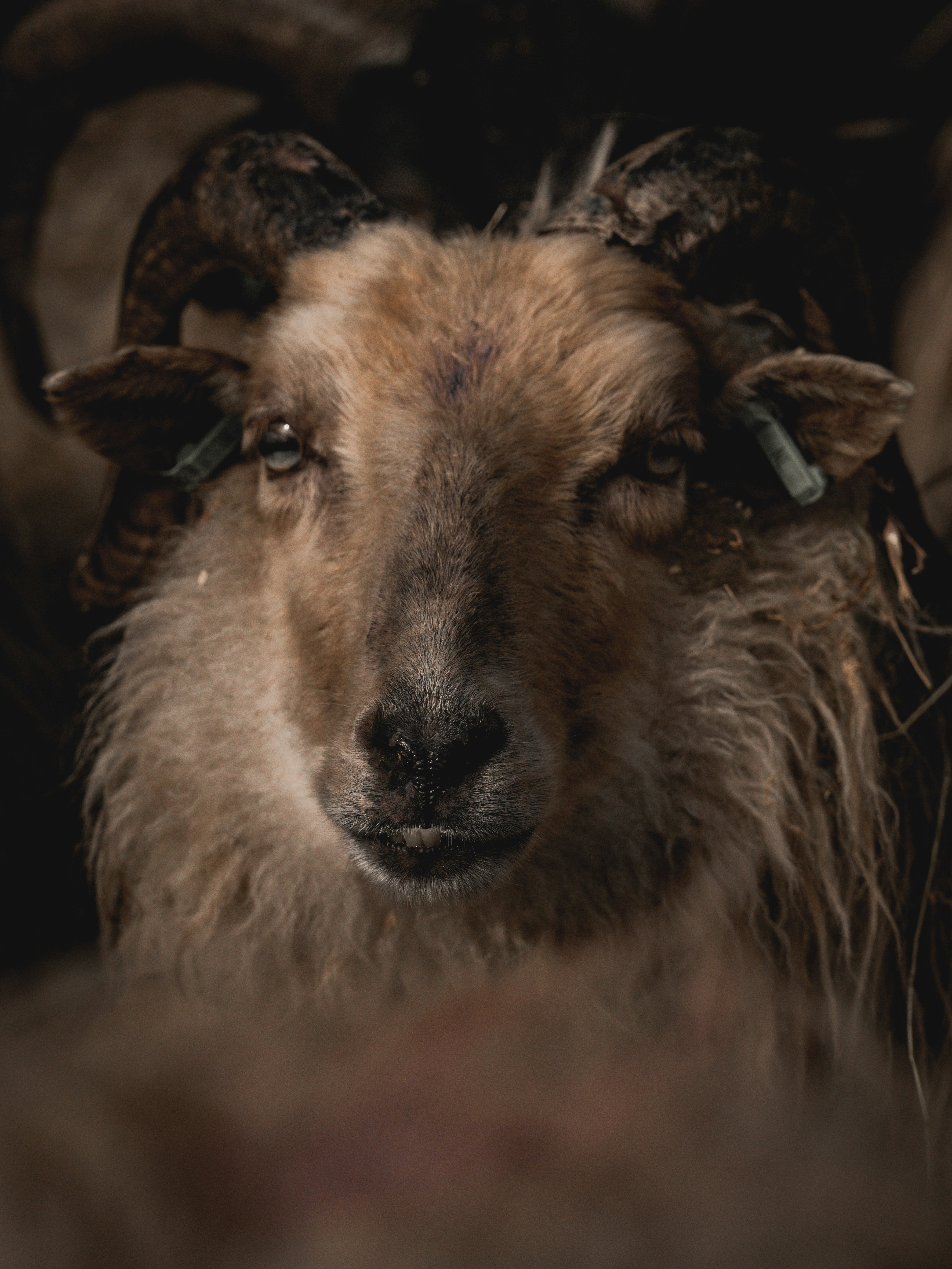 Bearded Breath of the Barn: A Calm Ram Gaze