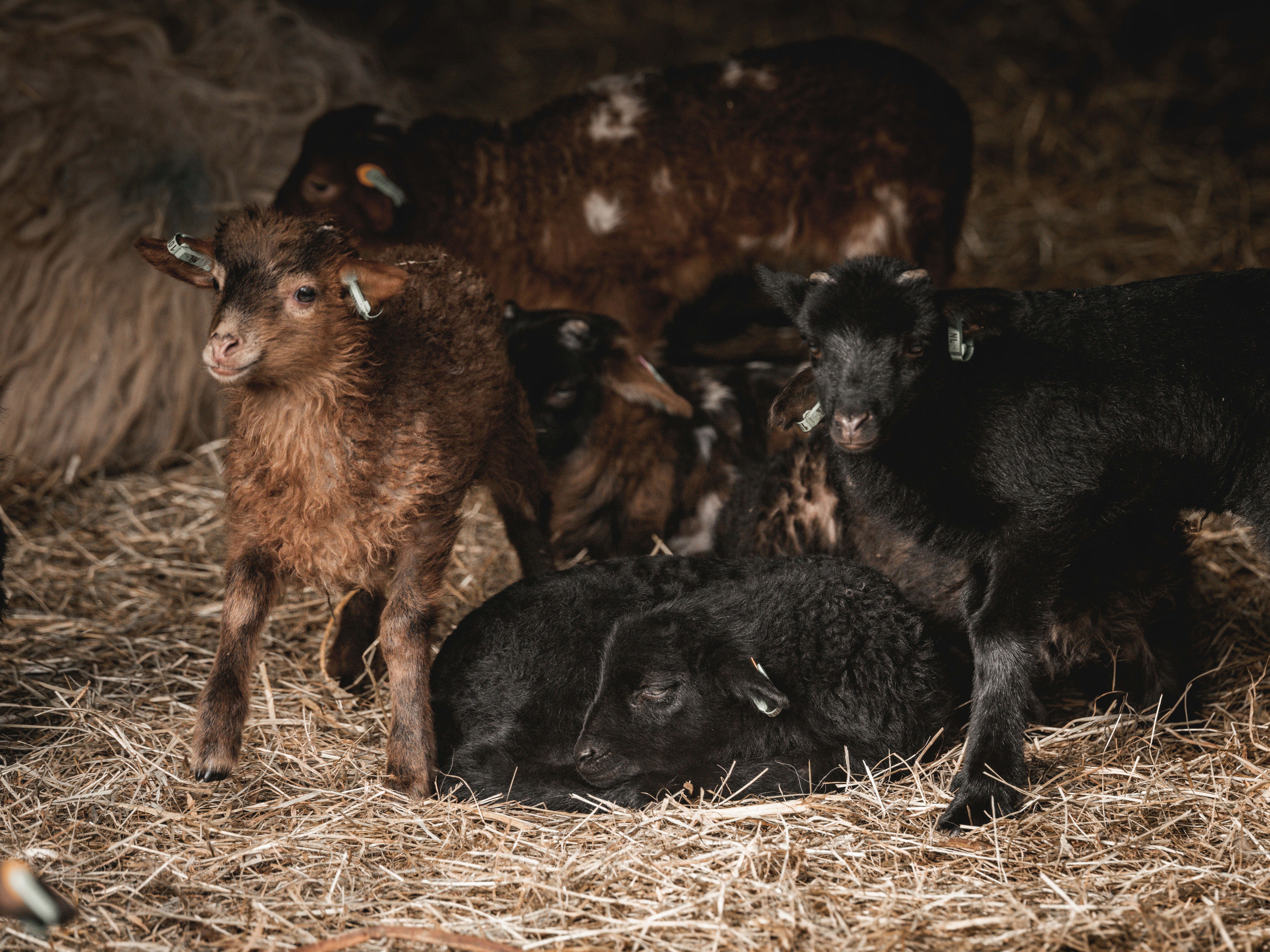 A Quiet Flock: Doe and Kids Resting among Straw