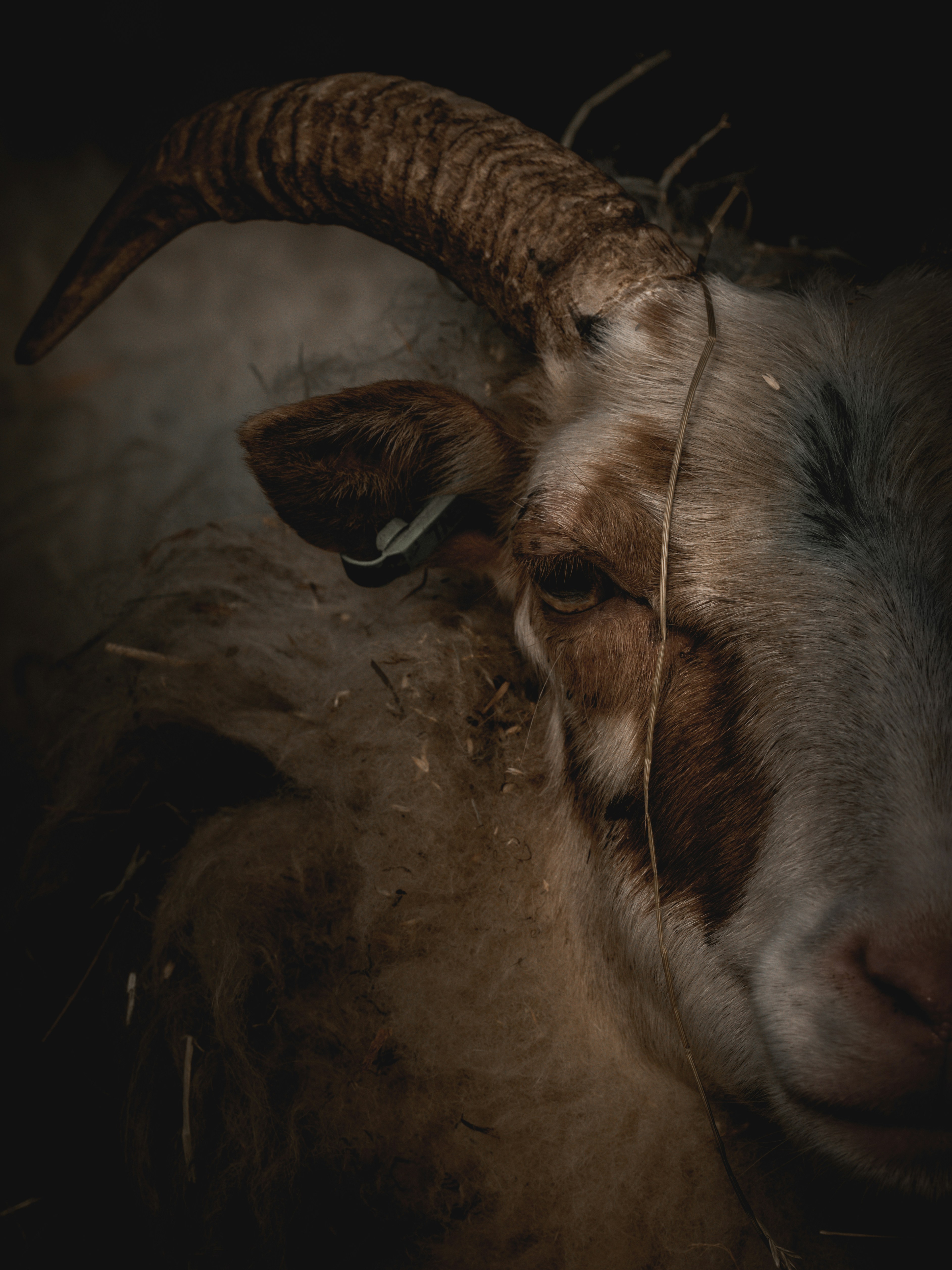 Portrait of a Horned Sheep in Shadowed Quiet