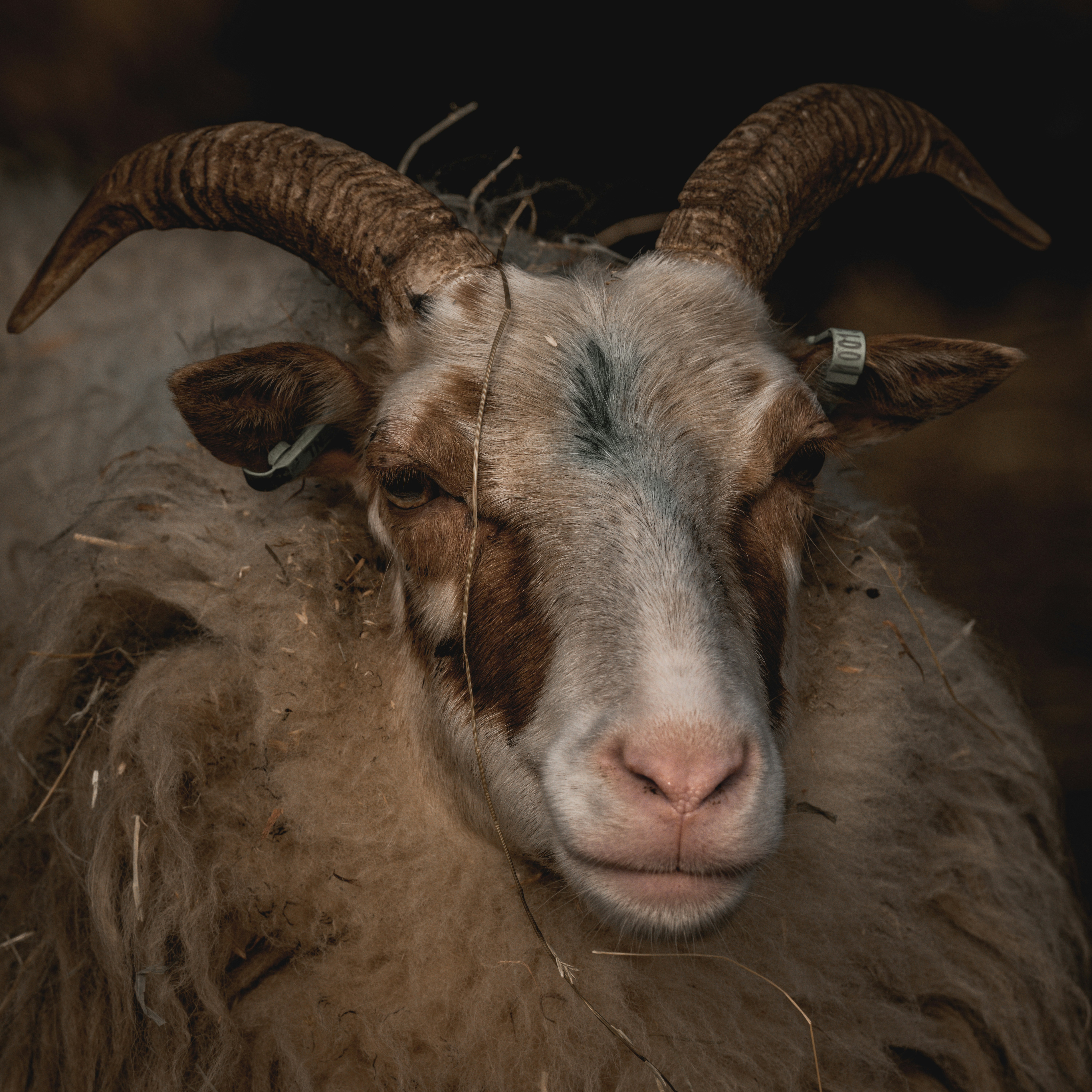 Close-up of a Horned Sheep's Face in Soft Light