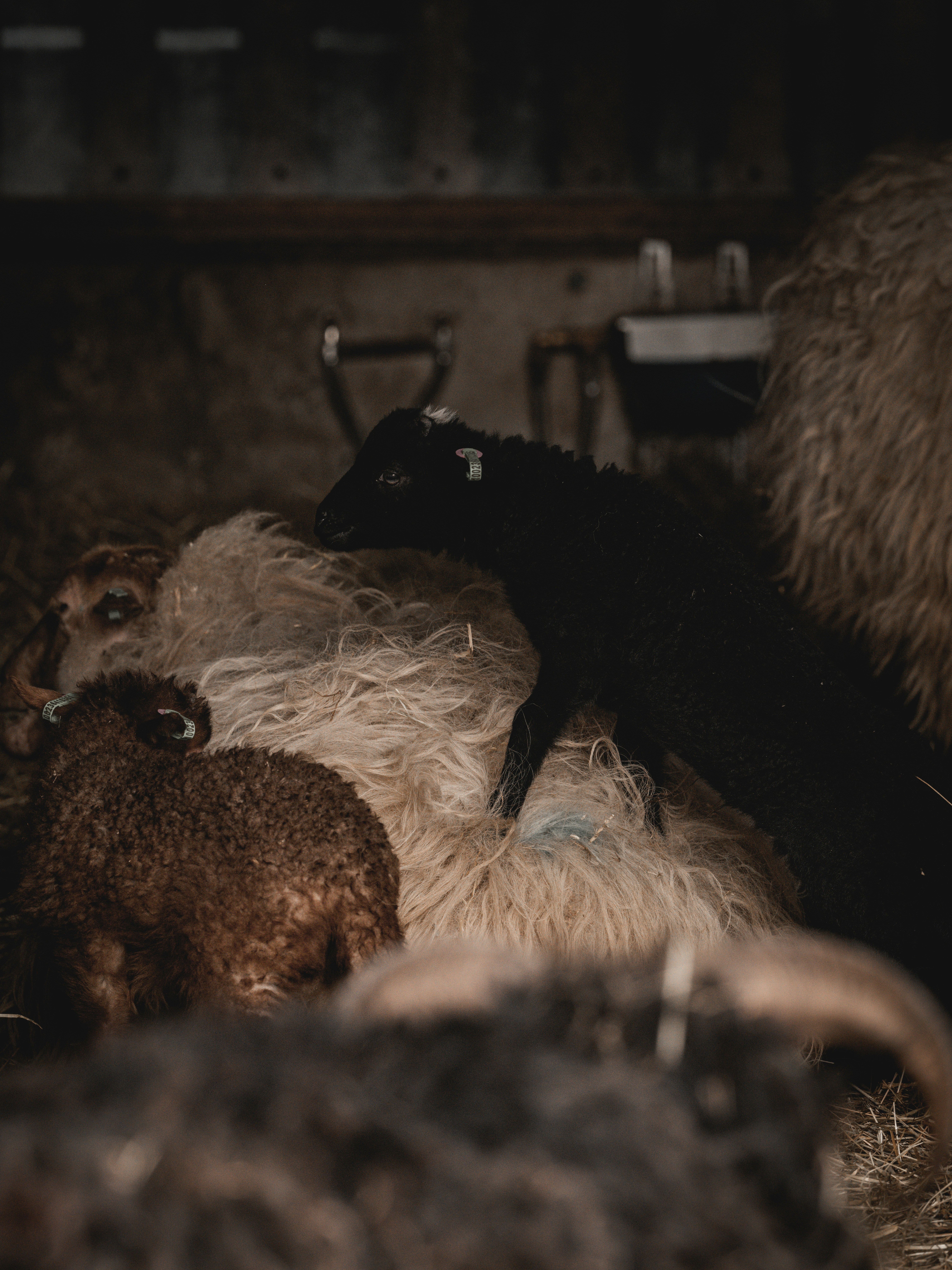 Midnight Wool Network: A Black Sheep Among Cream and Brown Flock