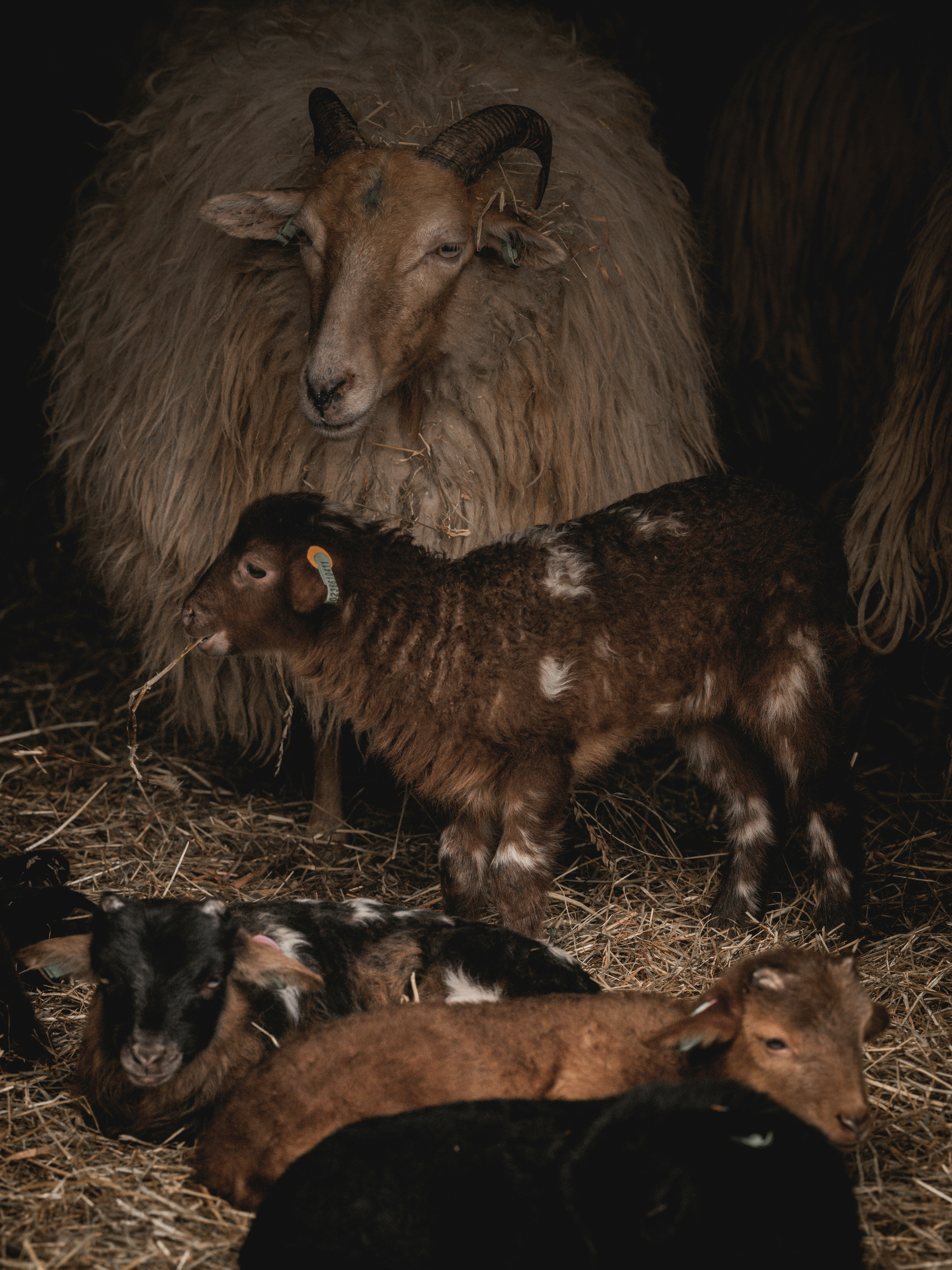 Mother Sheep and Lambs Nestled in a Straw-Locked Night