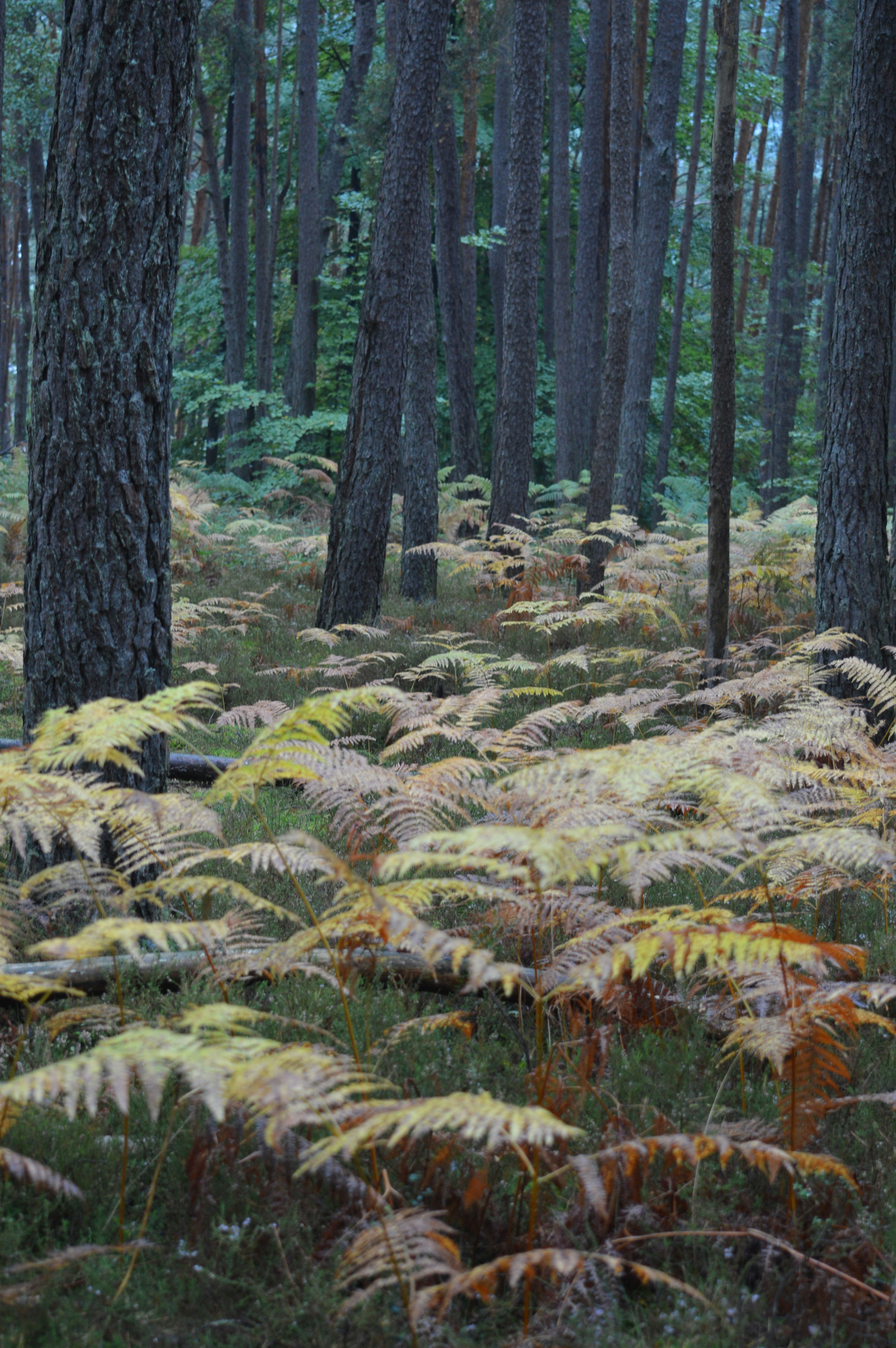 Golden Ferns in a Quiet Pines Grove