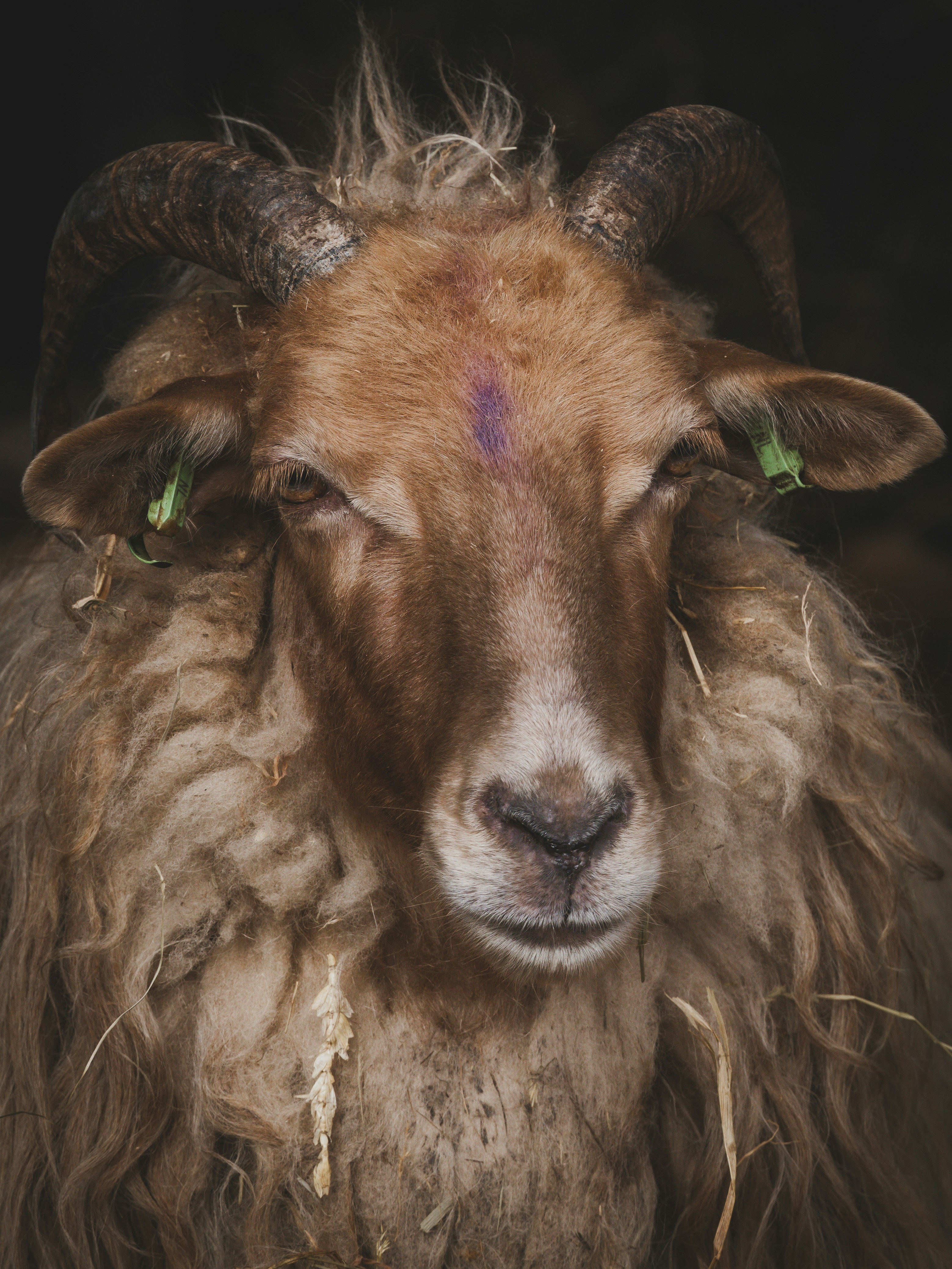 Majestic Ram with Weathered Horns: The Quiet Gaze