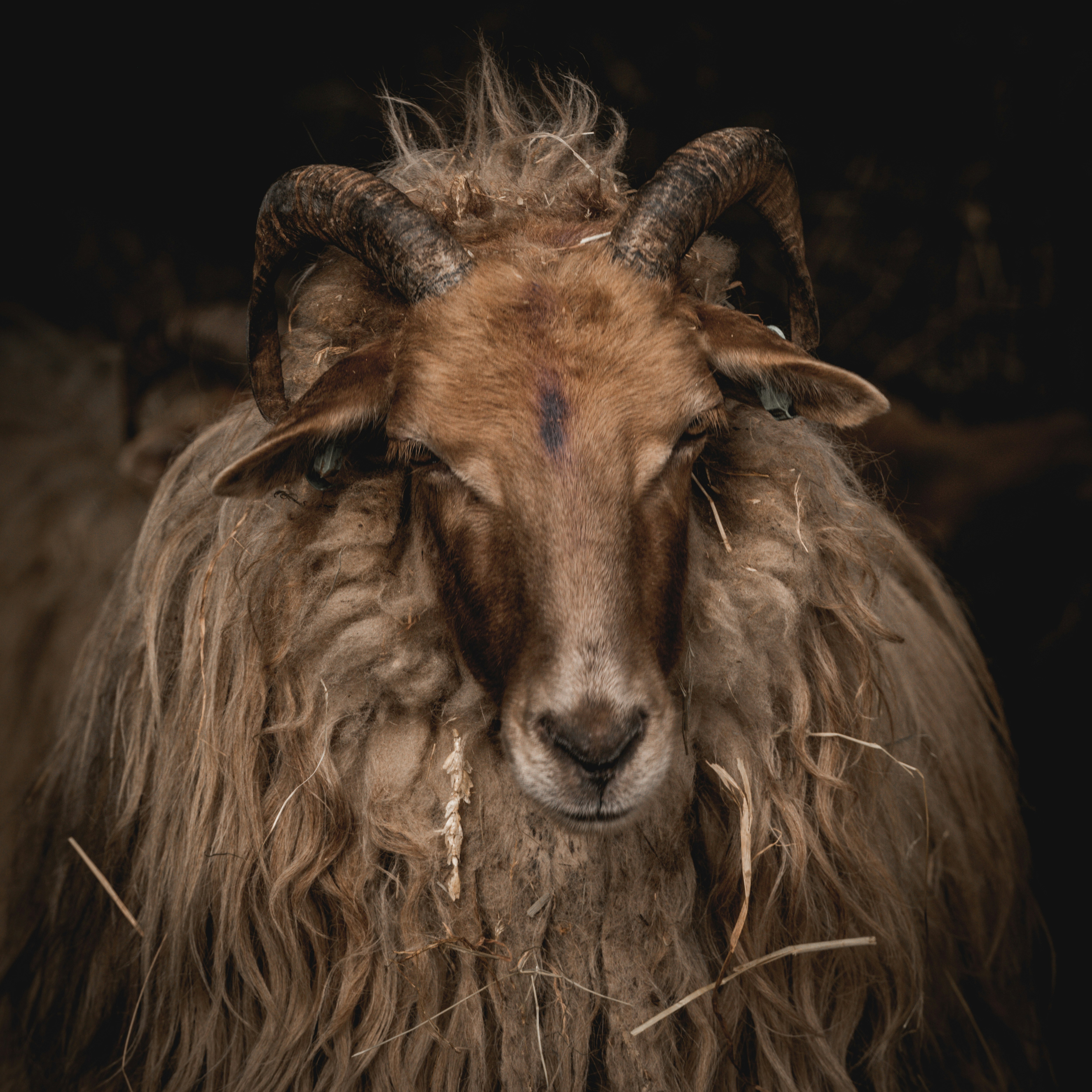 Majestic Ram in Autumn Darkness