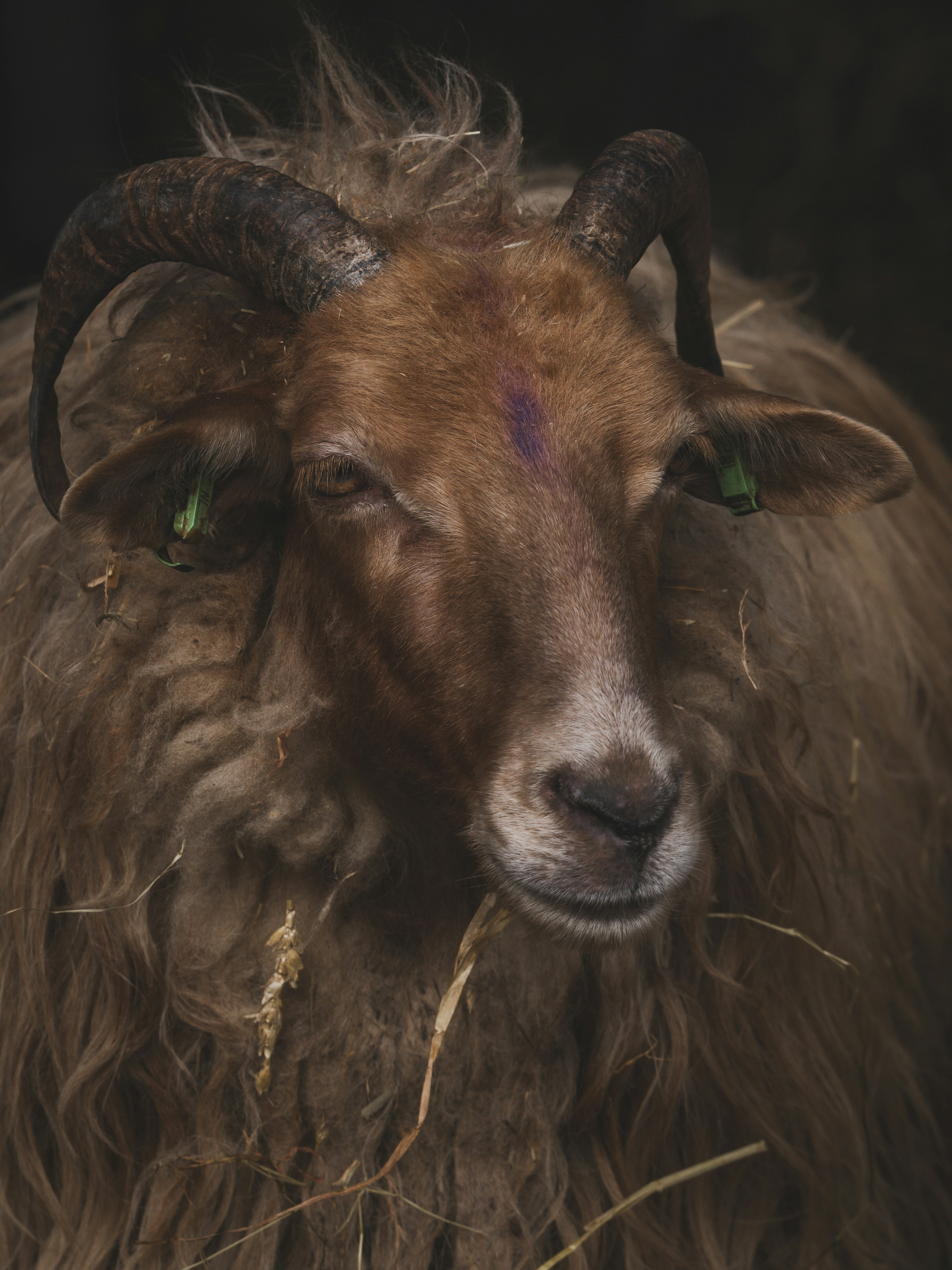 Sultry Stare of the Highland Ram