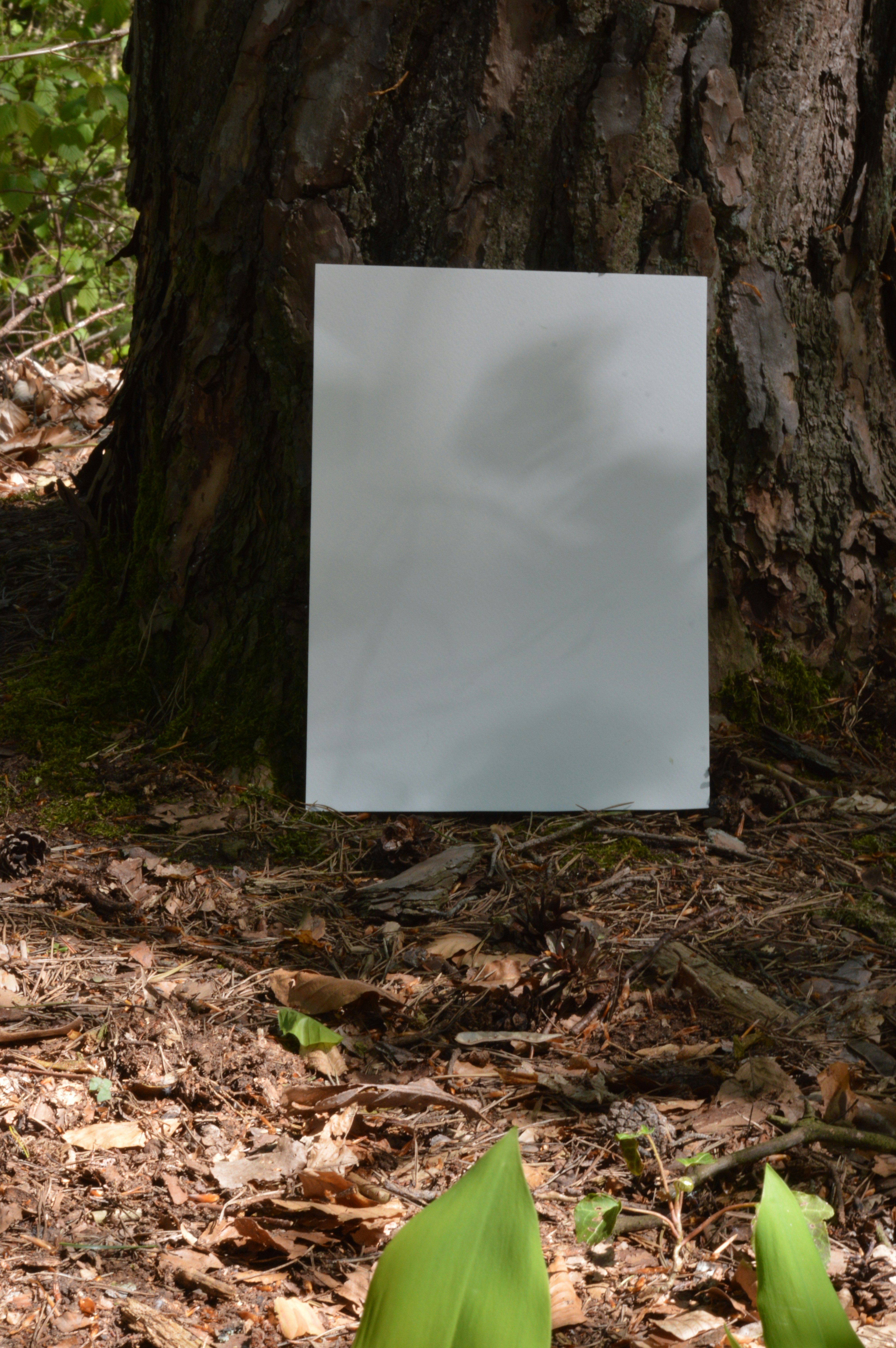 Mirror in the Shade: A Leafy Forest Snapshot