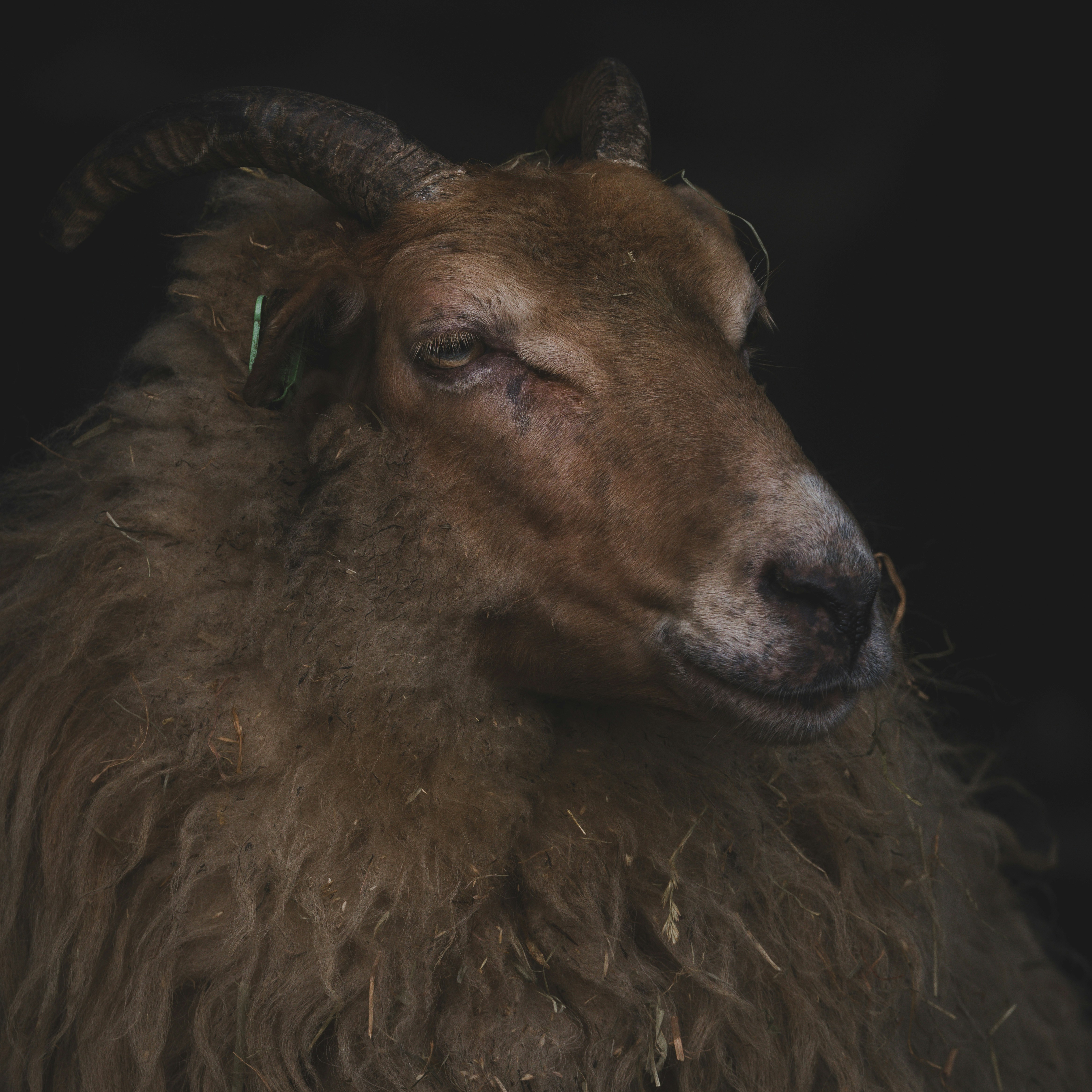 Calm Grazing Portrait of a Woolly Ram in Shadow
