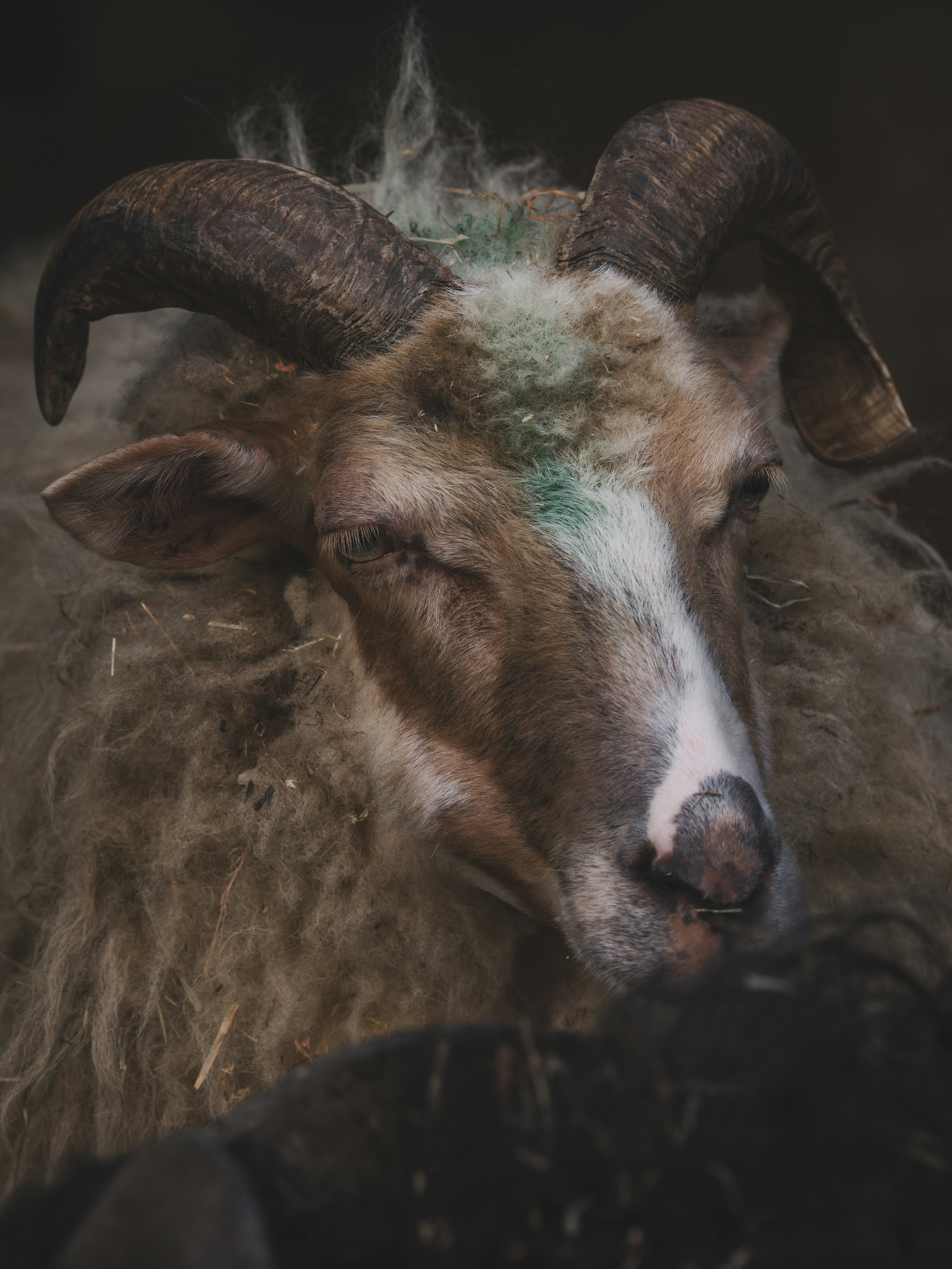 Close Portrait of a Horned Ram in Soft, Textured Light