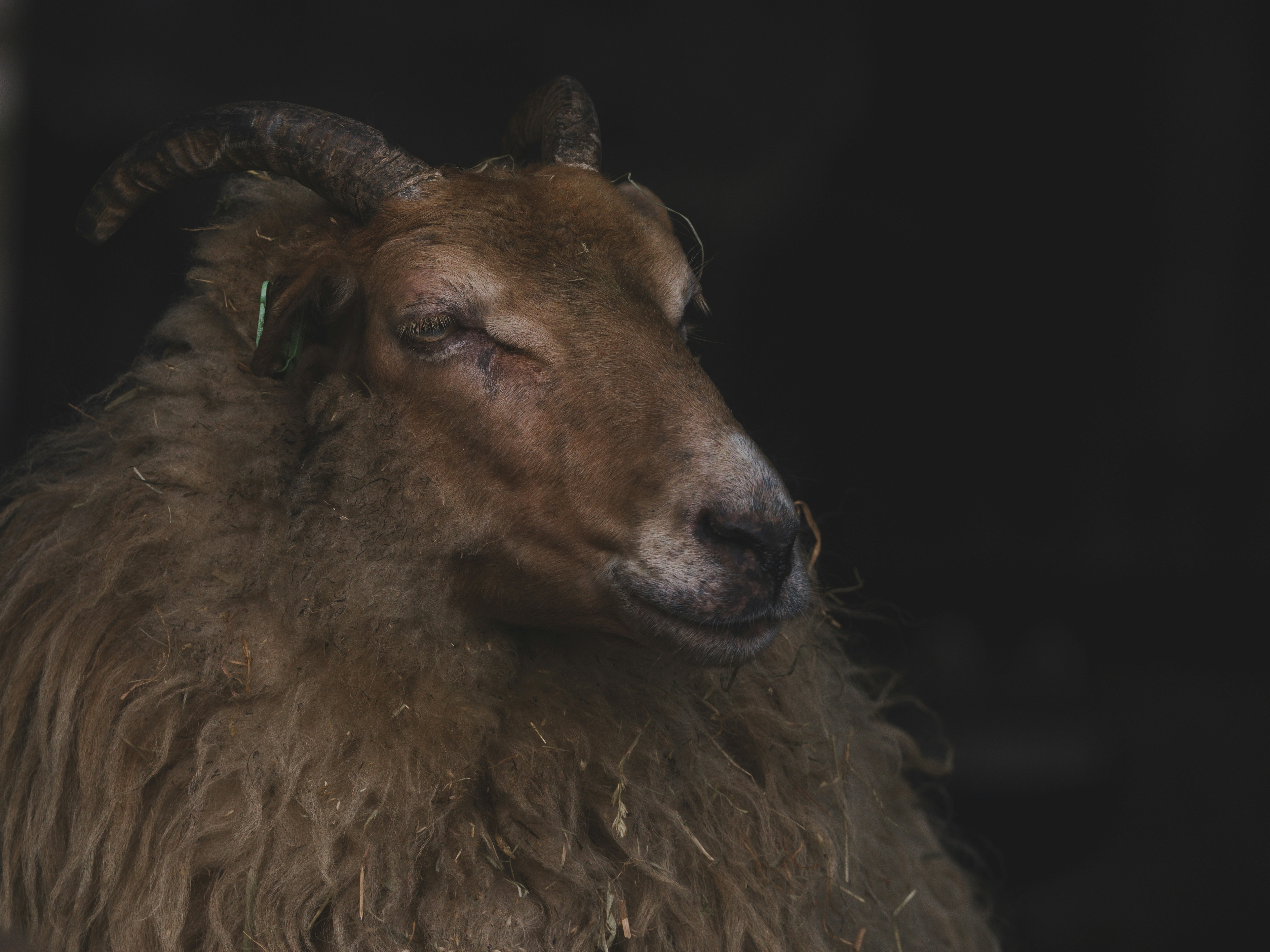 Shadowed Horned Mare: A Calm Study in Wool and Silence
