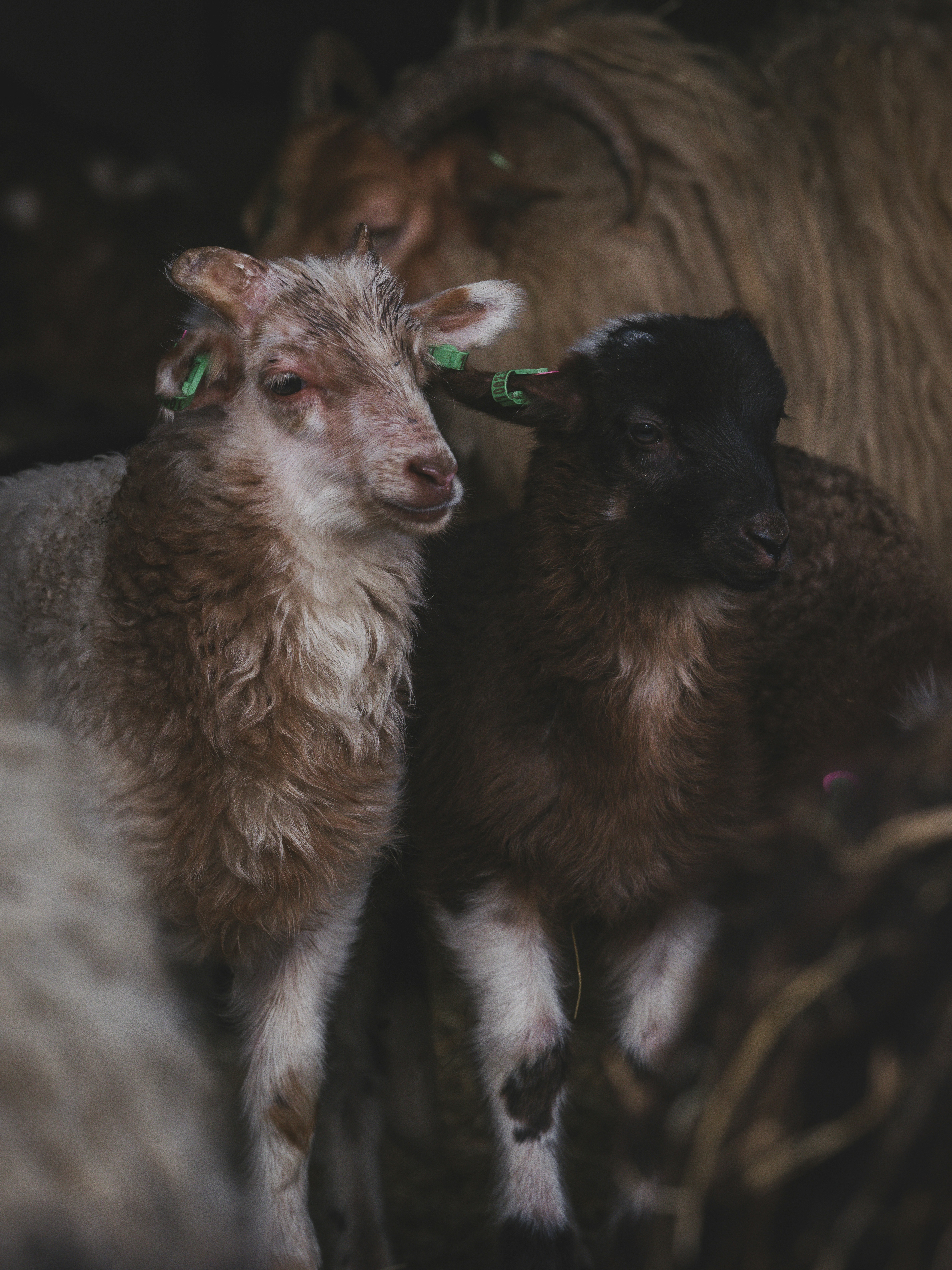 Two lambs in a dim barn share a quiet moment under ear tags and woolly coats