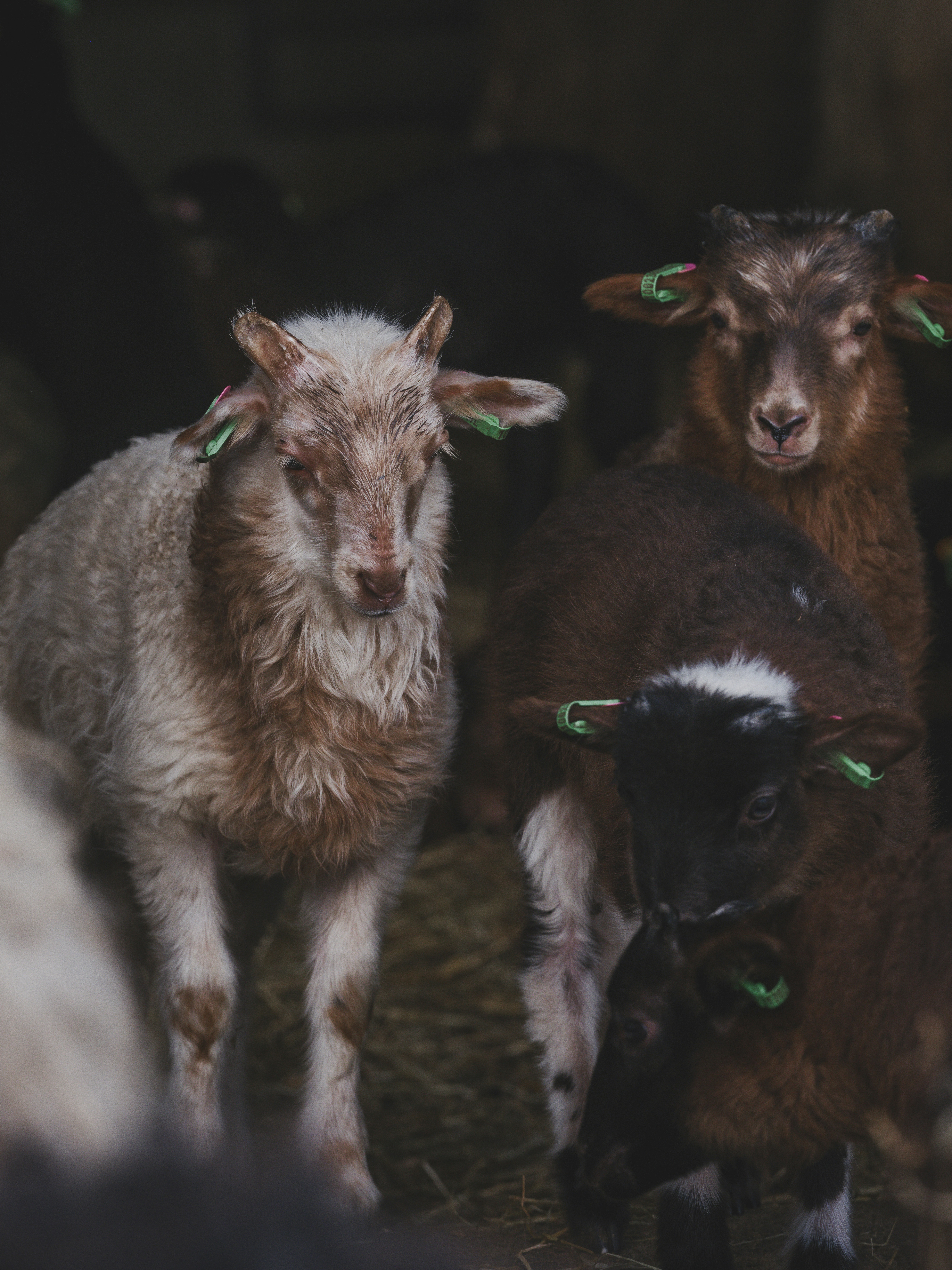 Curious Flock: A Trio of Lambs In Low Light