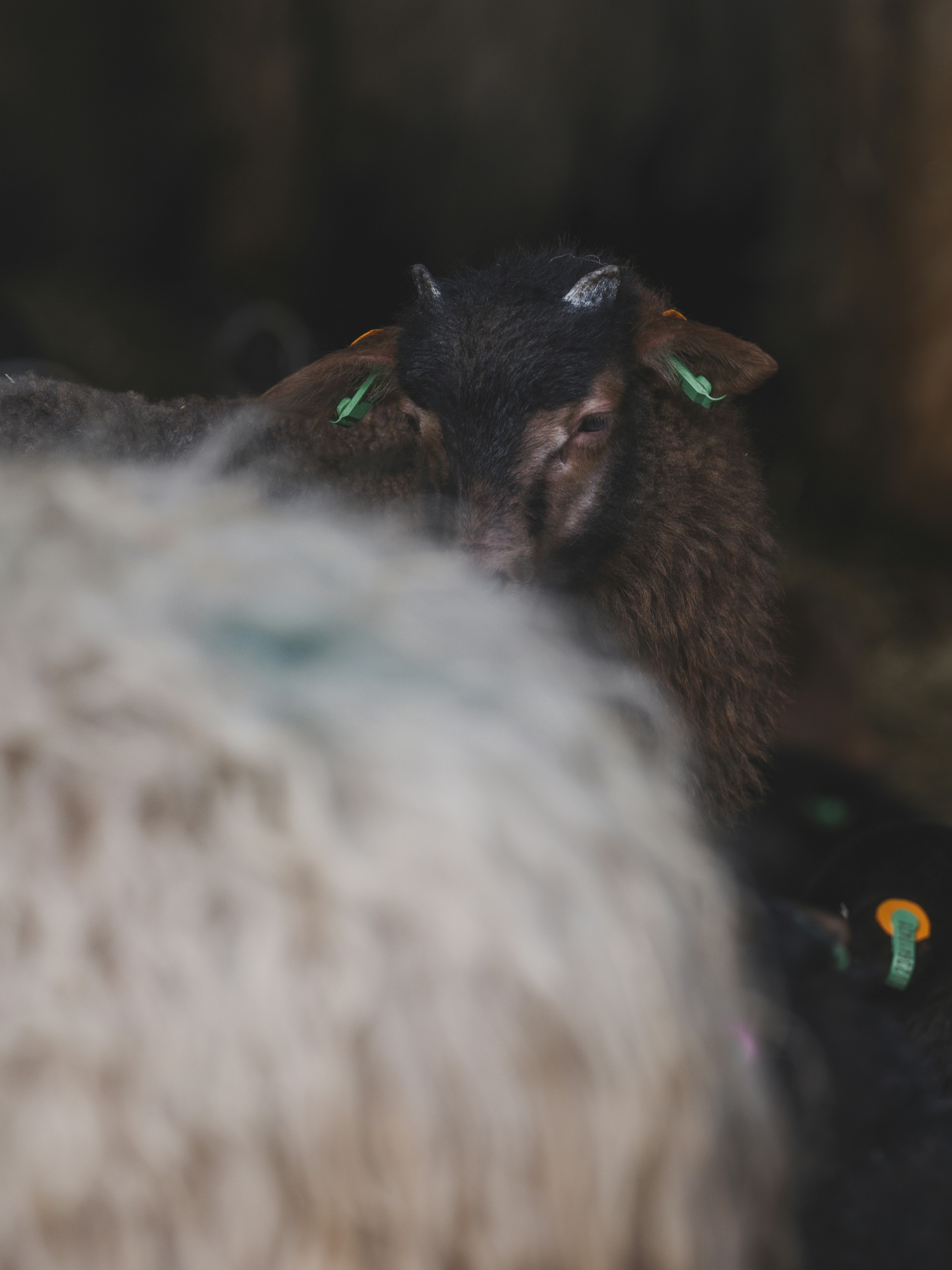 Hidden Face: A Sheep-Fold Moment in Soft Light