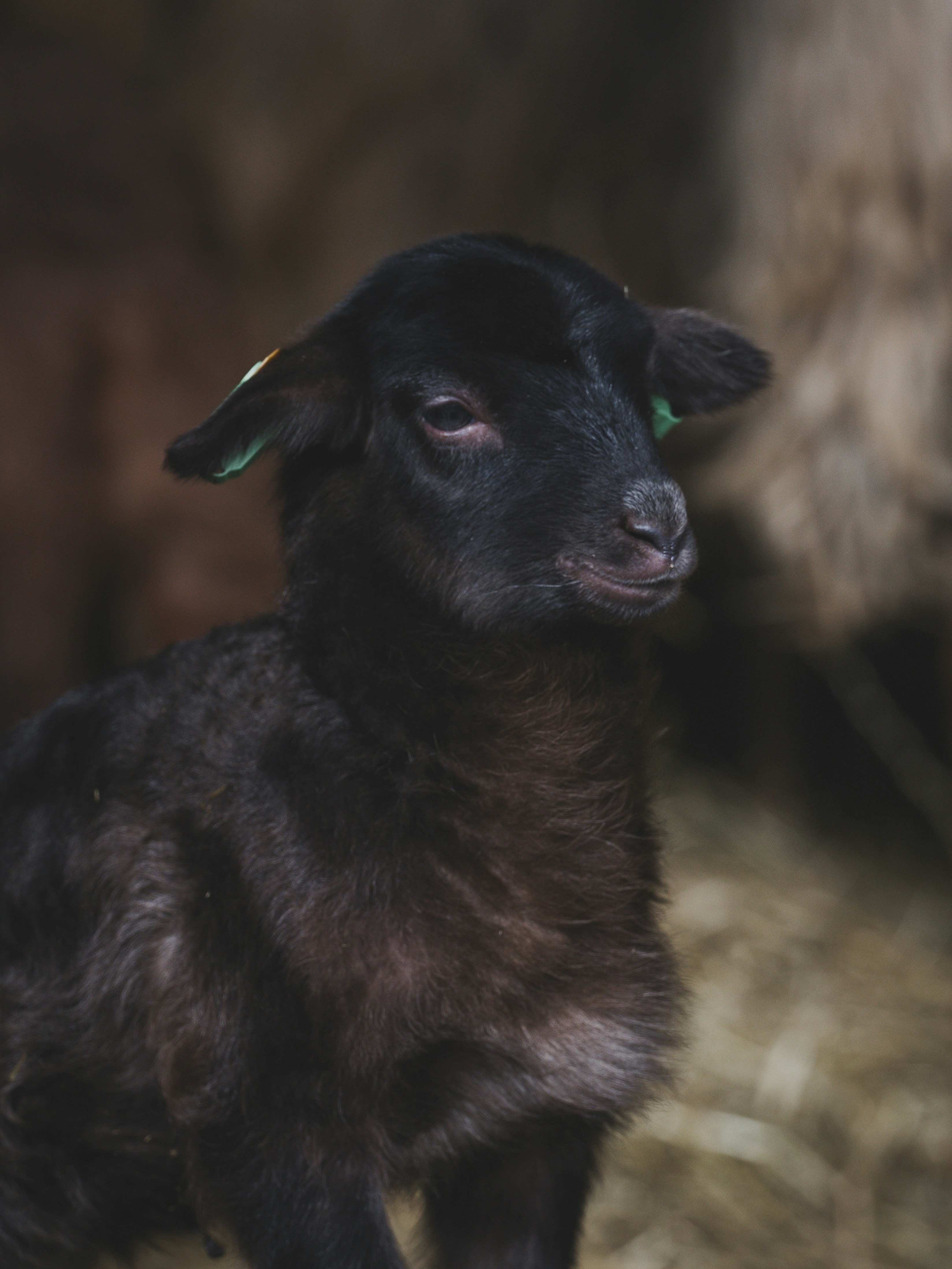 Midday Quiet: A Curly-Top Lamb in Shadowed Pasture